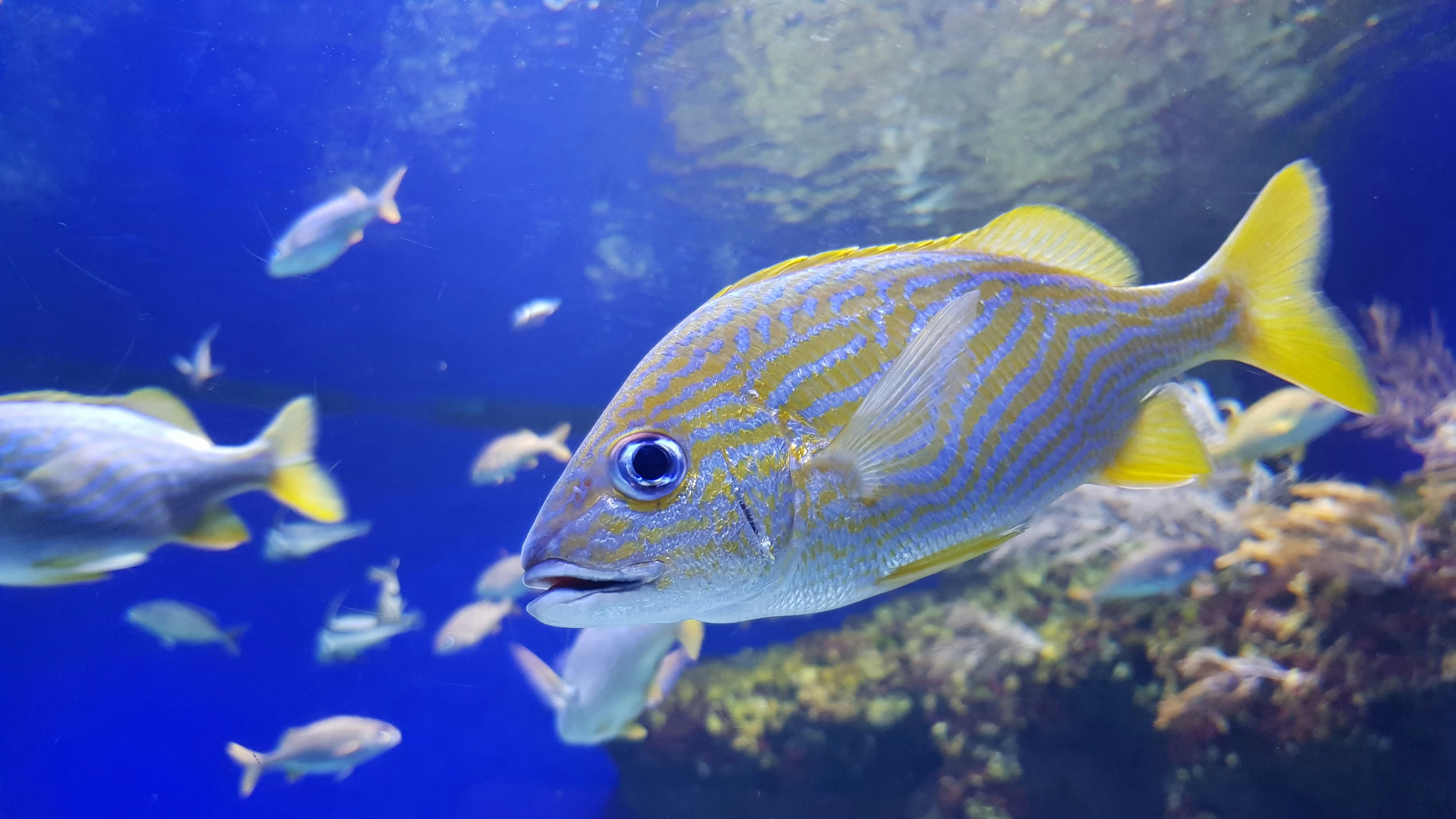 A large group of fish swimming in an aquarium photo – Free Fish Image ...