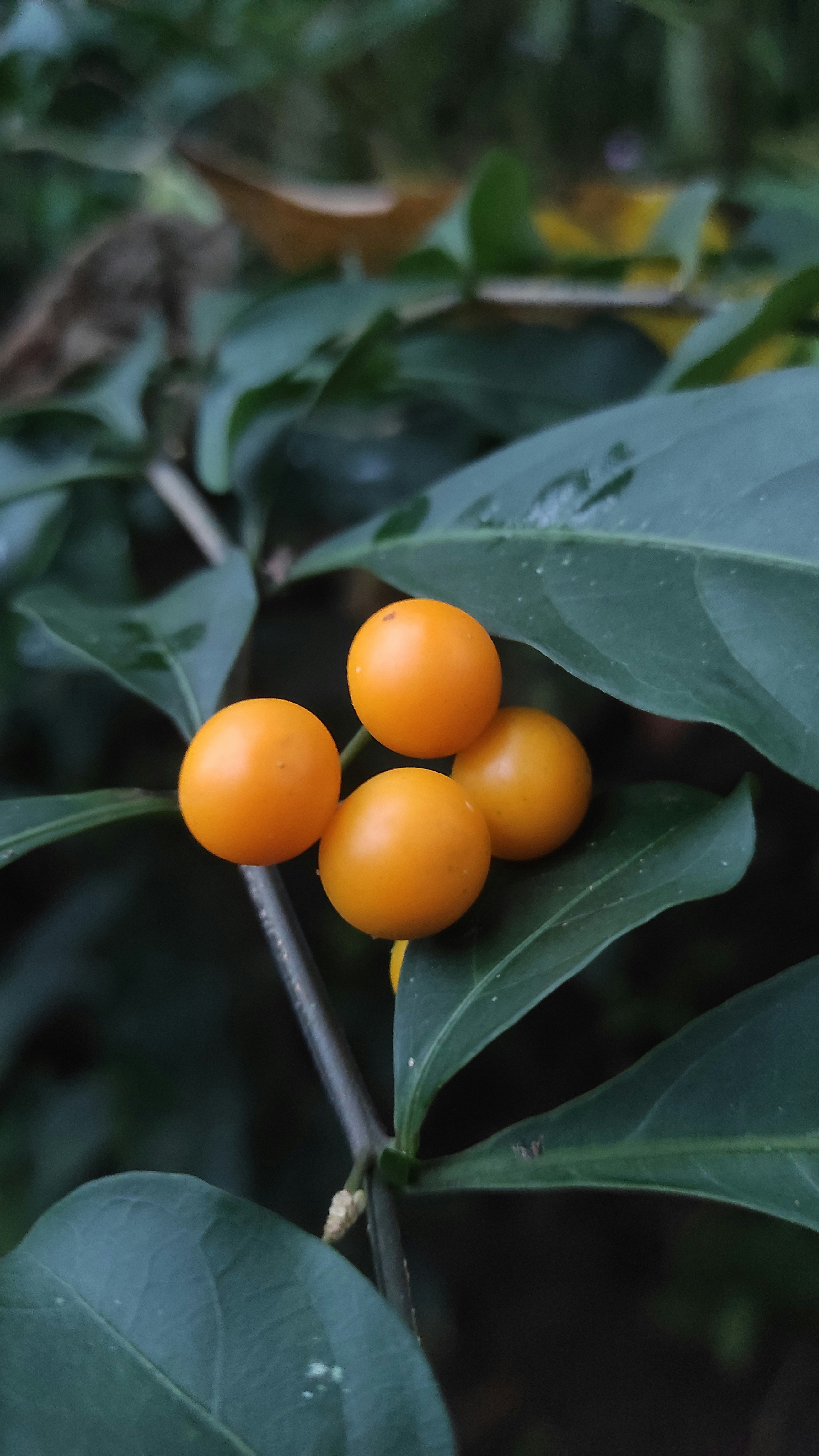 Close-up photograph of a cluster of bright orange berries on a slender stem amid glossy green leaves in a natural outdoor setting.
