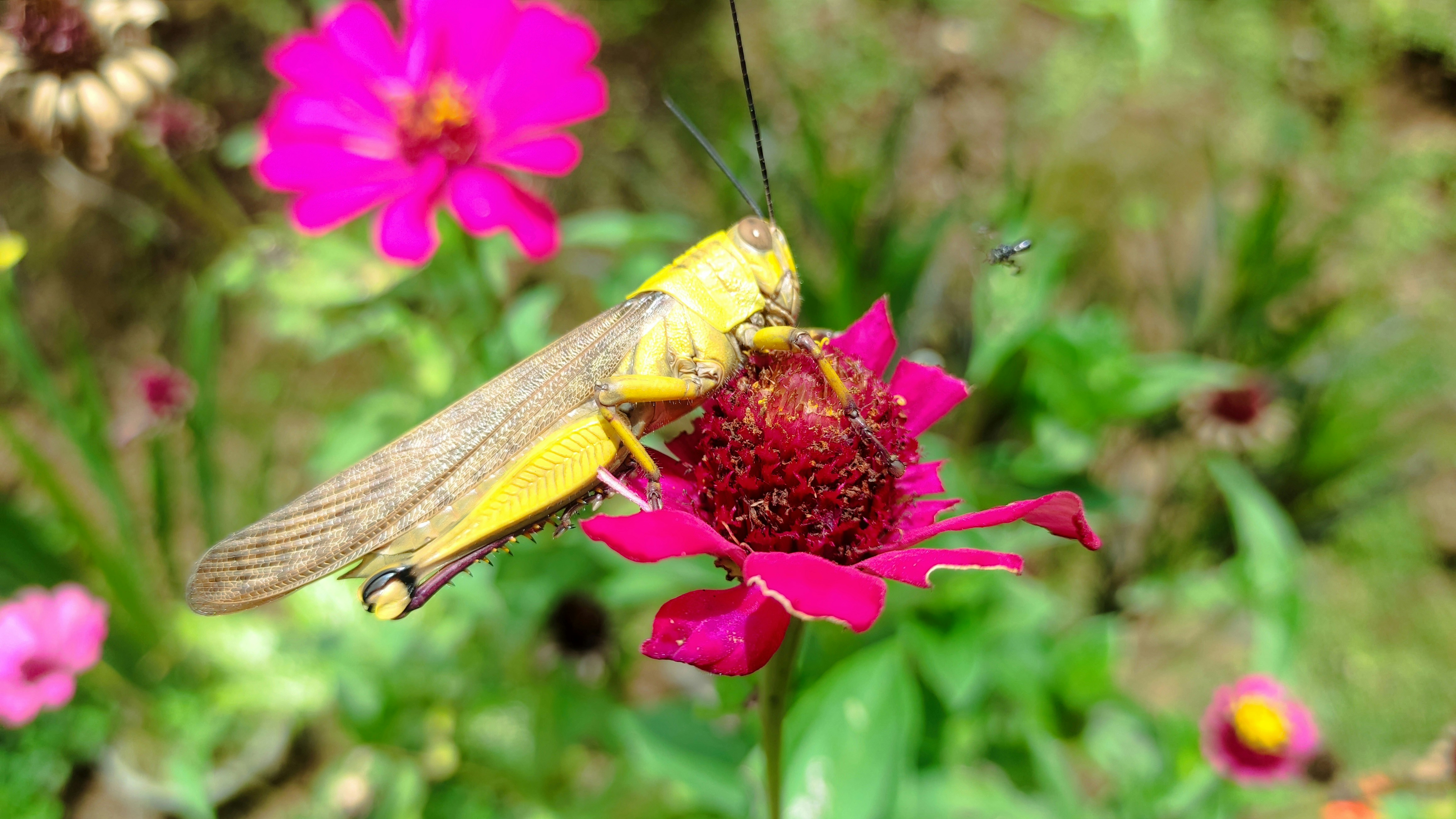 Golden Hover on a Crimson Cosmos Bloom