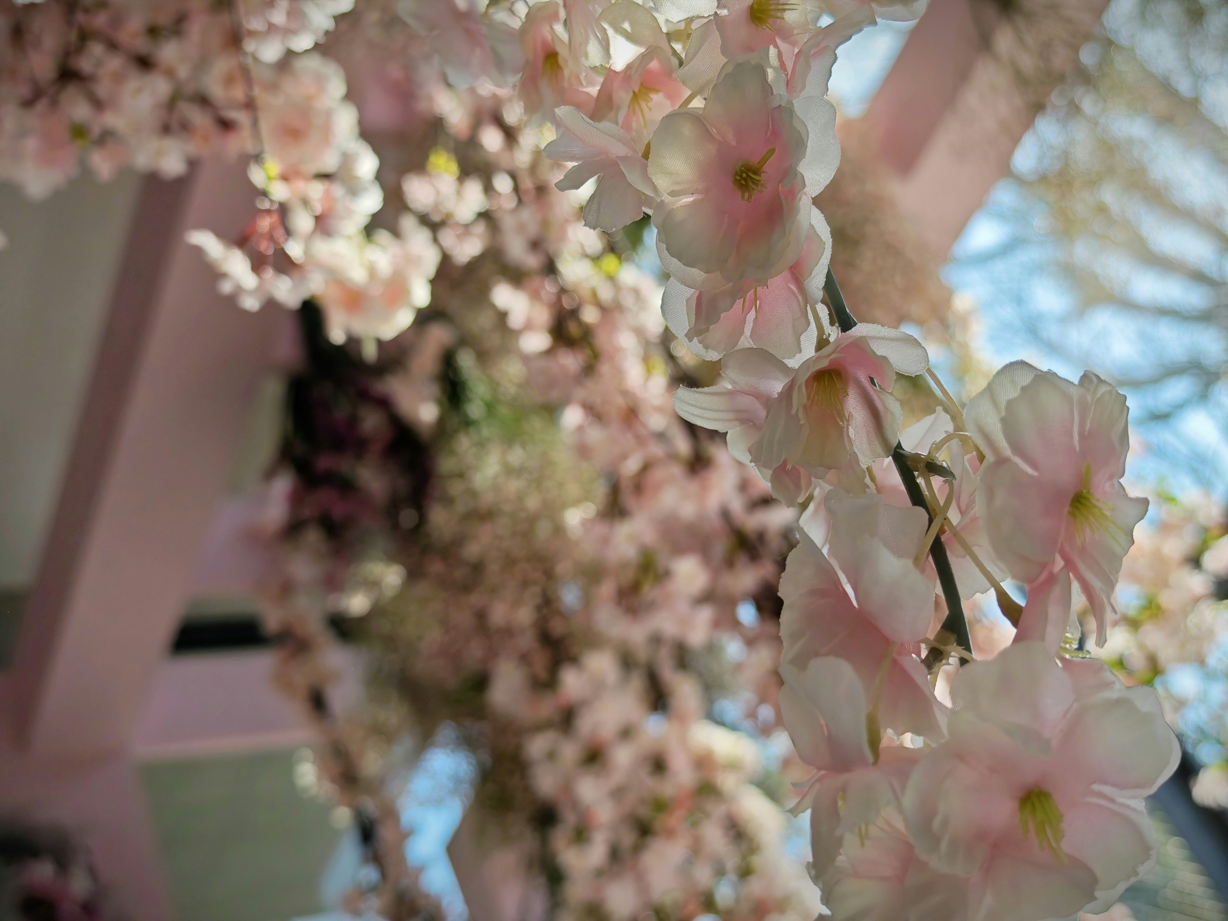 The earliest cherry blossoms in Tokyo