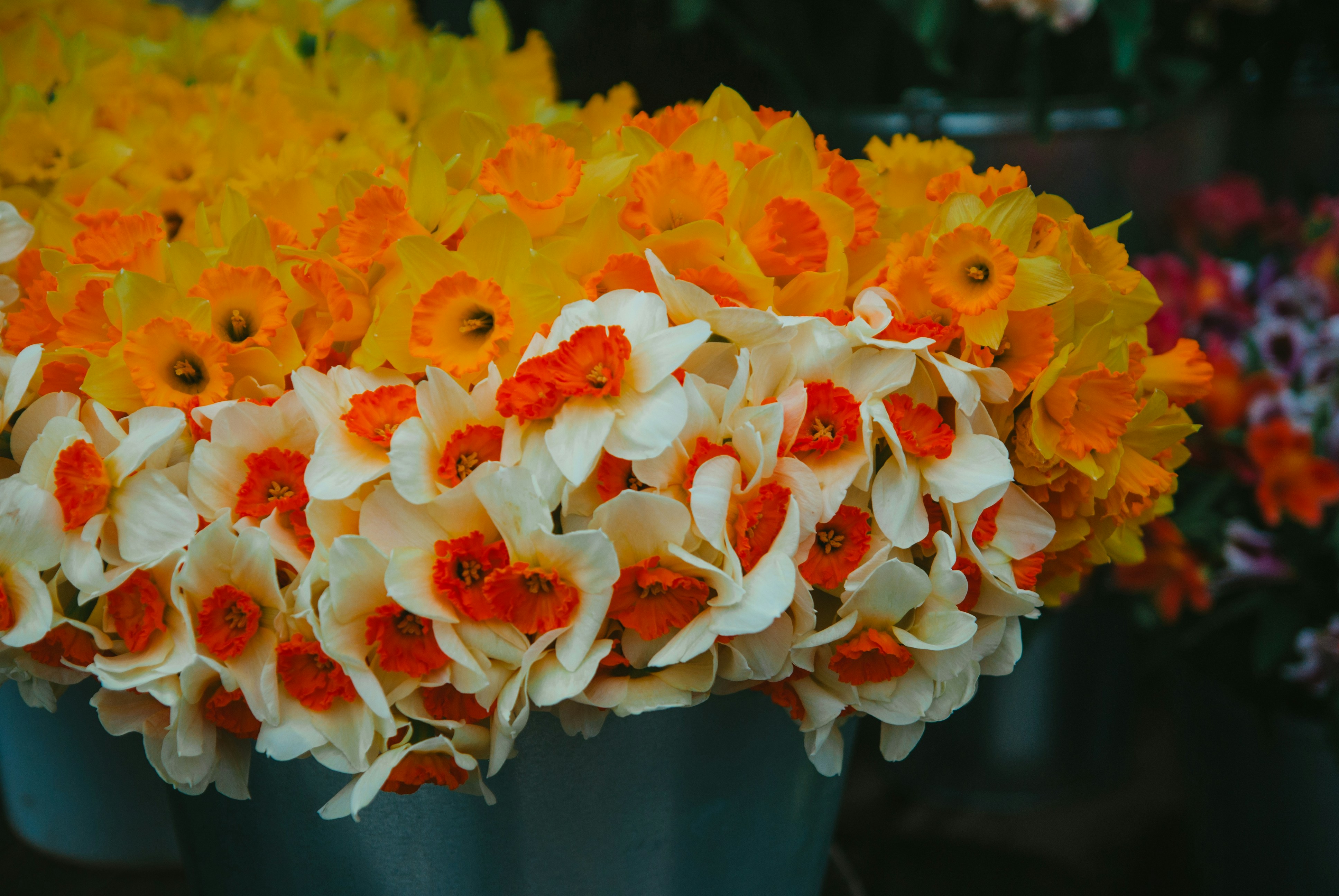 Apricot-Centered Narcissus Bloom in a Teal Vase