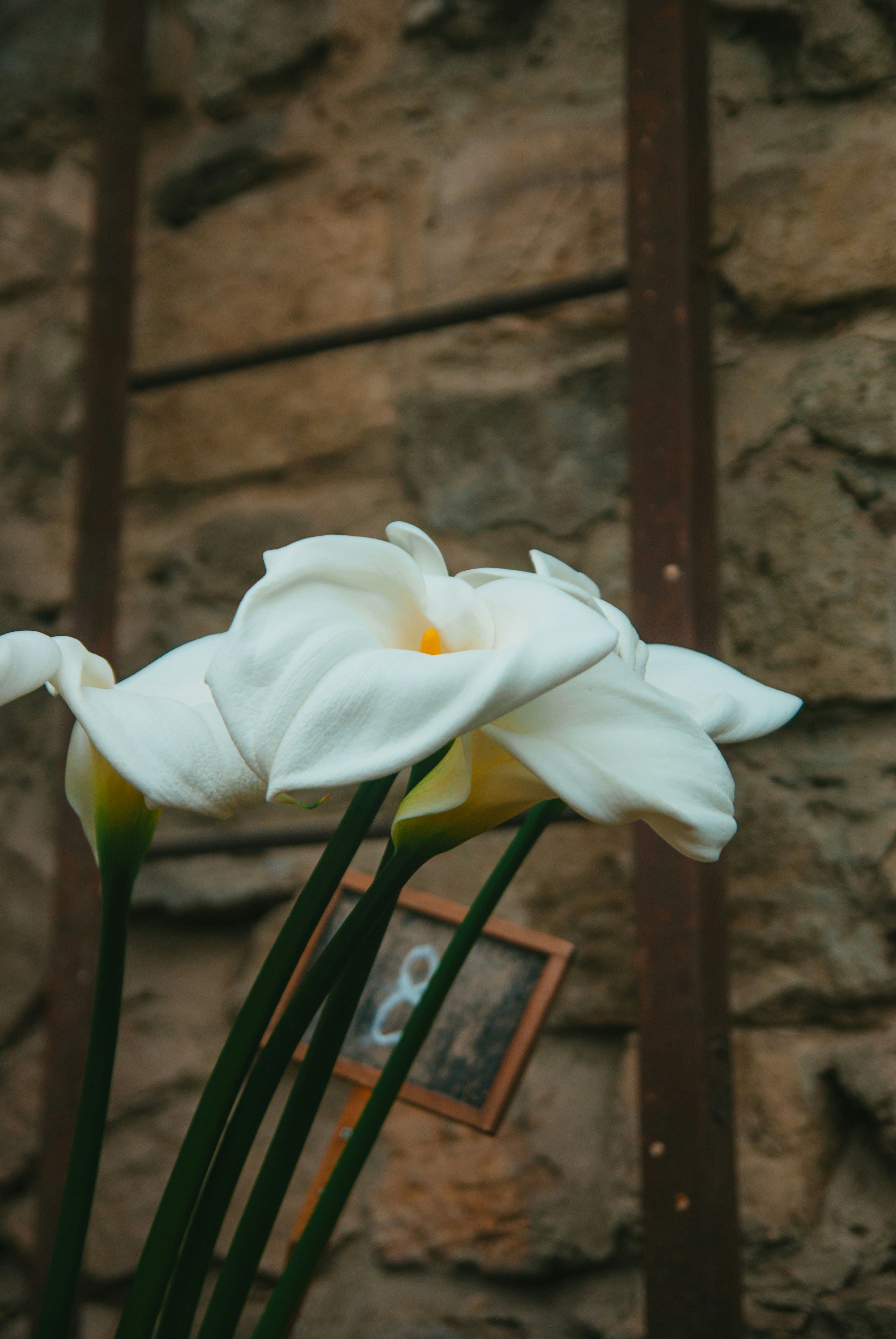 Calla Lilies Against Weathered Stone and Iron