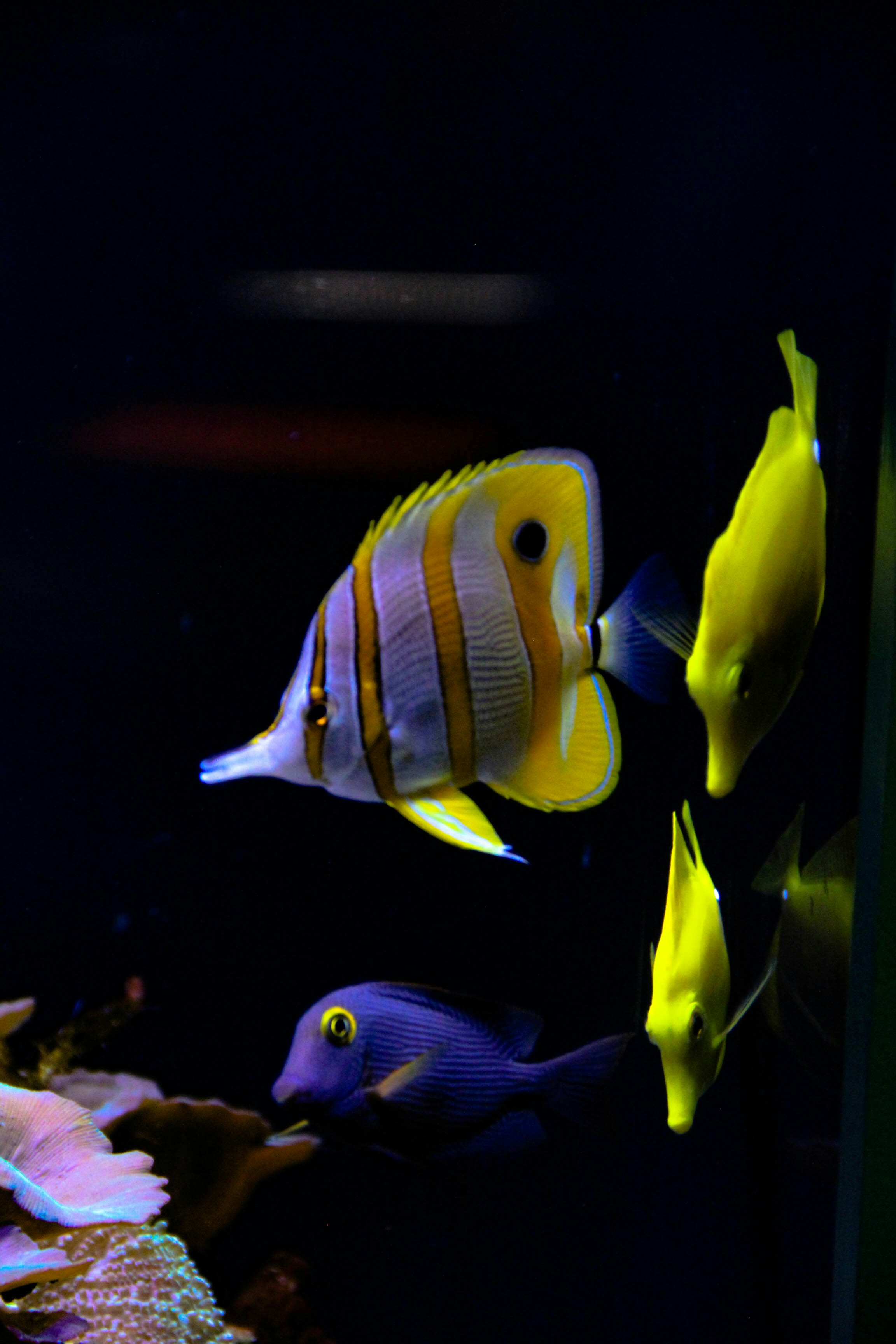 A group of fish swimming in an aquarium photo – Free Sea Image on Unsplash
