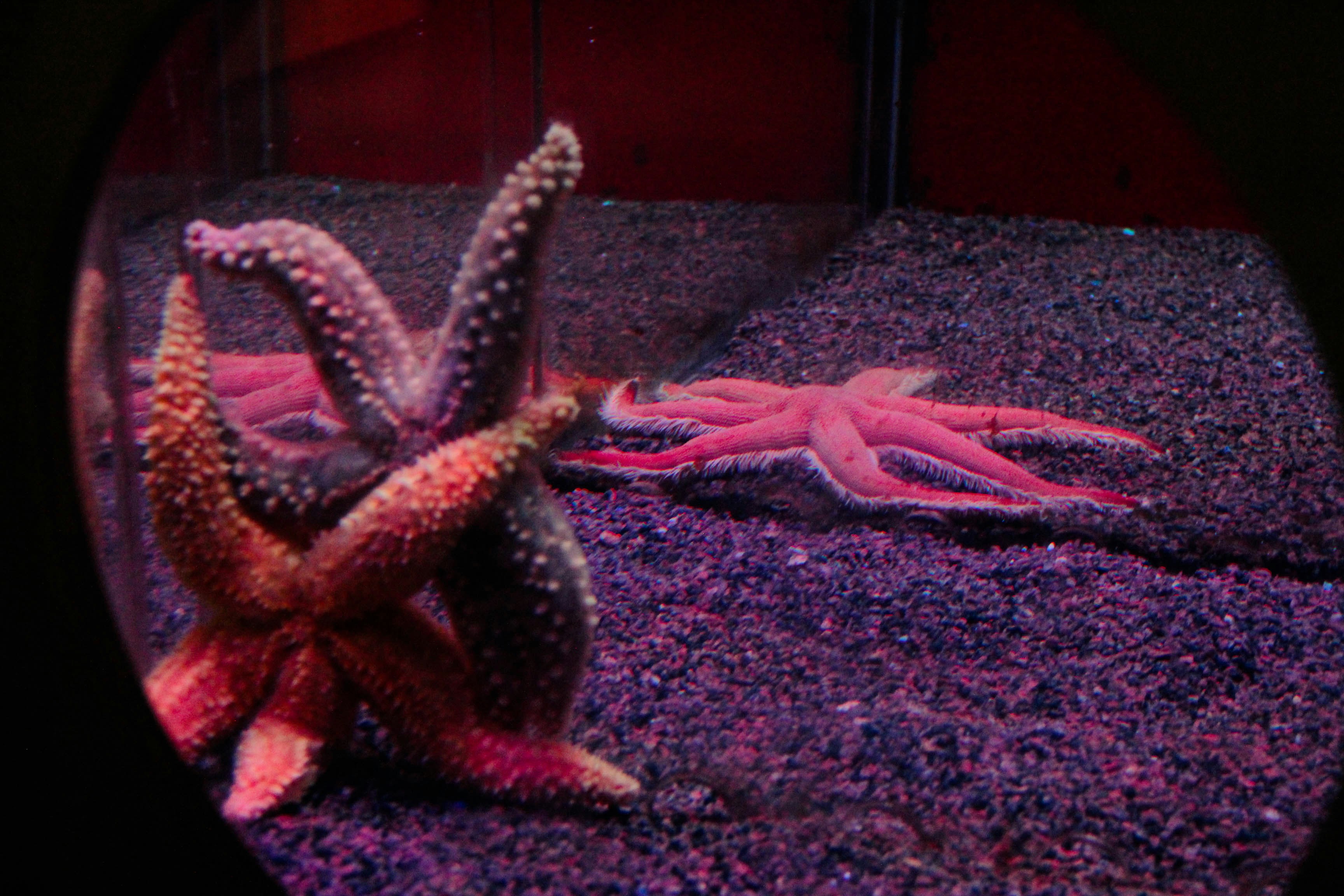 Round Window, Red Starfish: A Quiet Aquarium Portrait