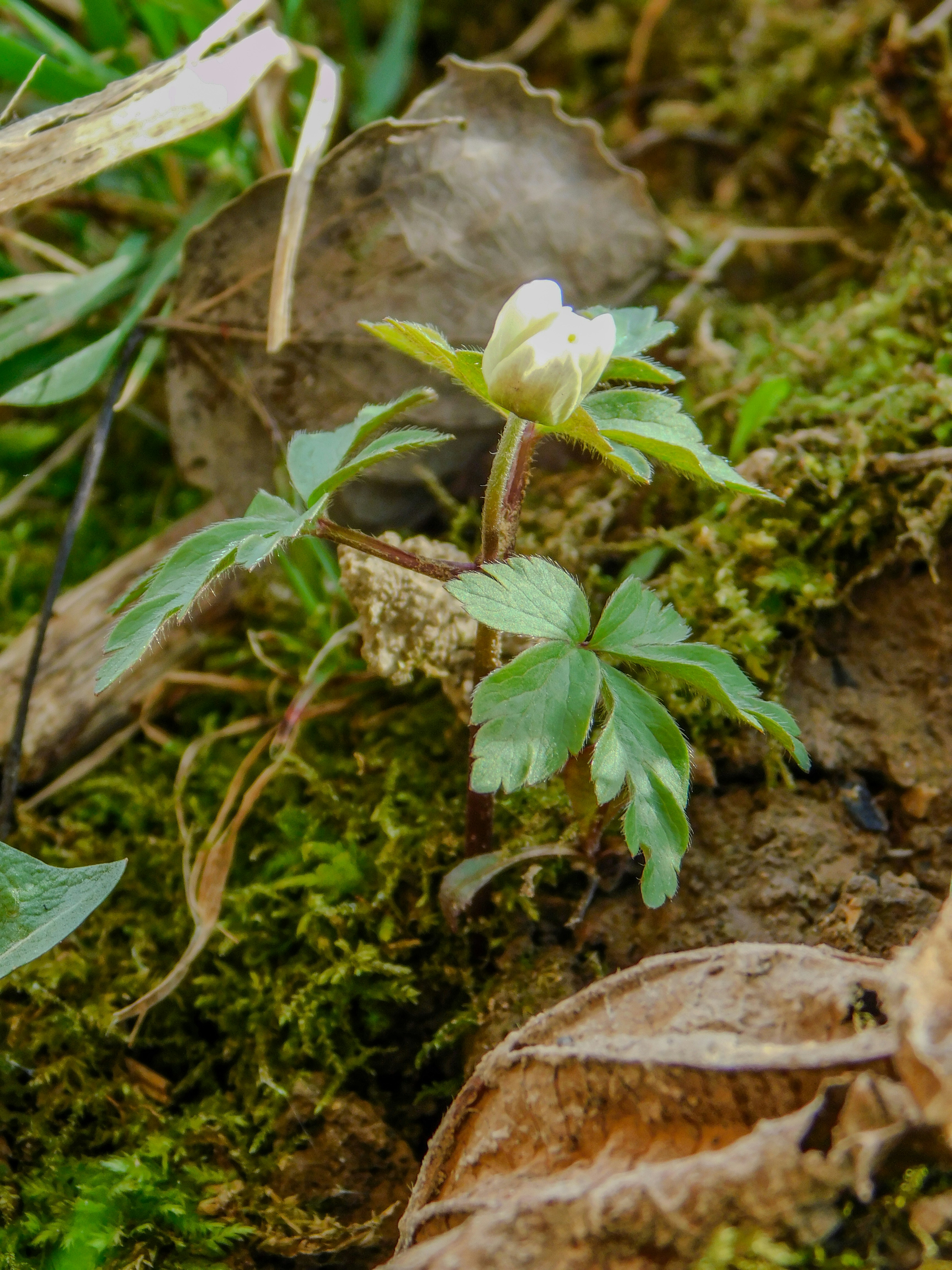 A small white flower growing out of the ground photo – Free Sarajevo ...