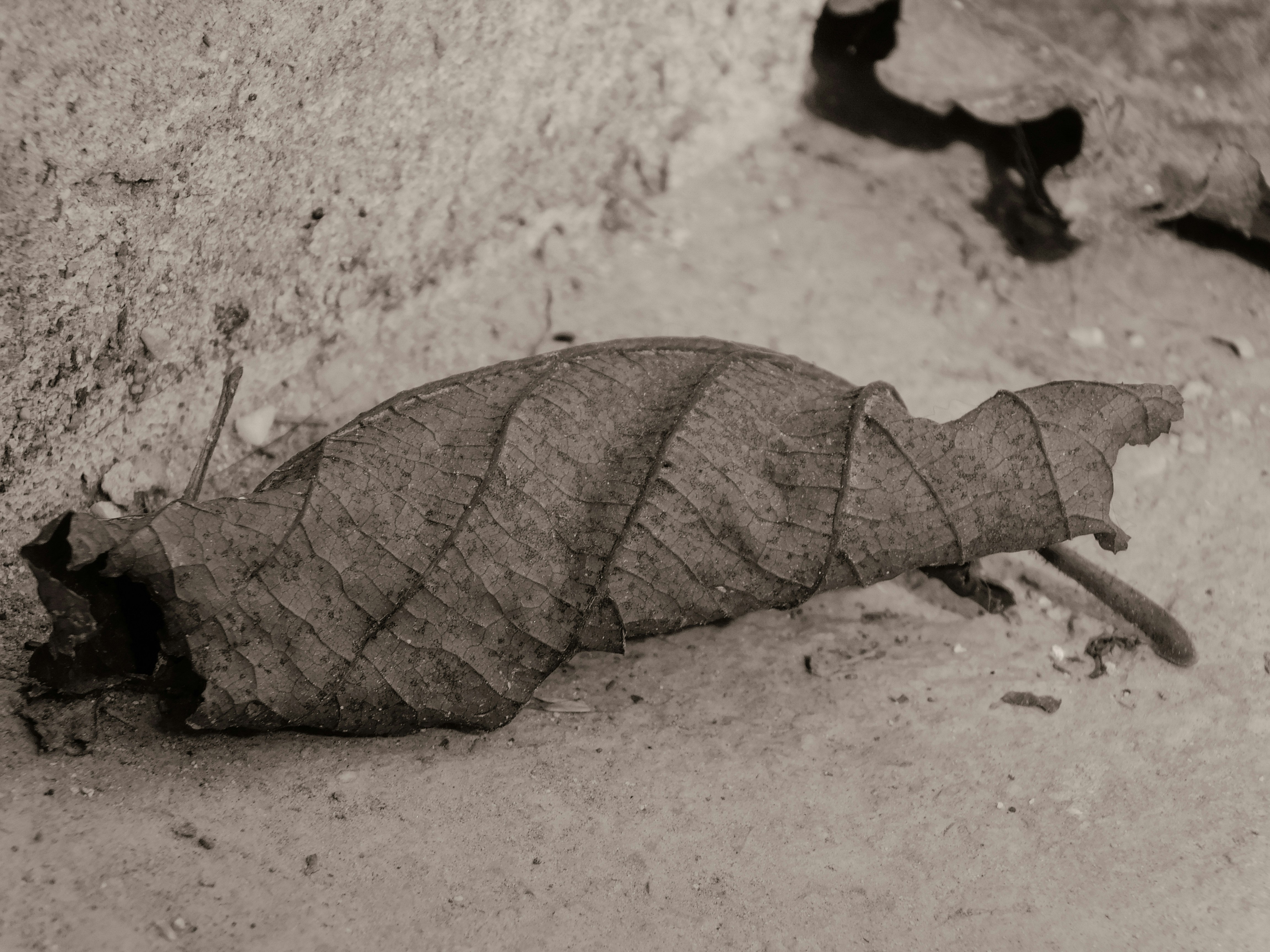 Veins in Silence: A Sepia Leaf Resting on Sand
