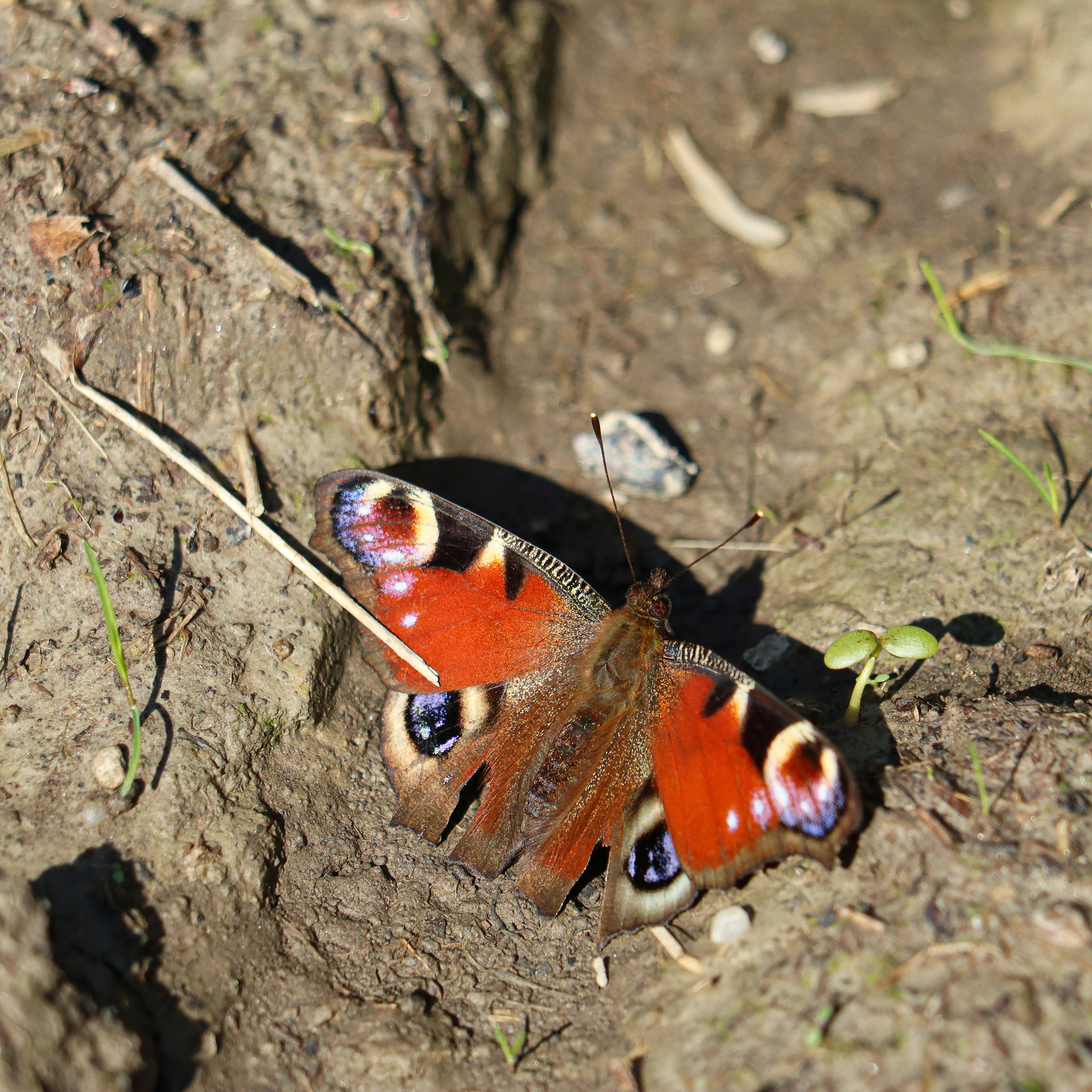 Peacock butterfly unfurls eye-spotted wings on sun-warmed soil