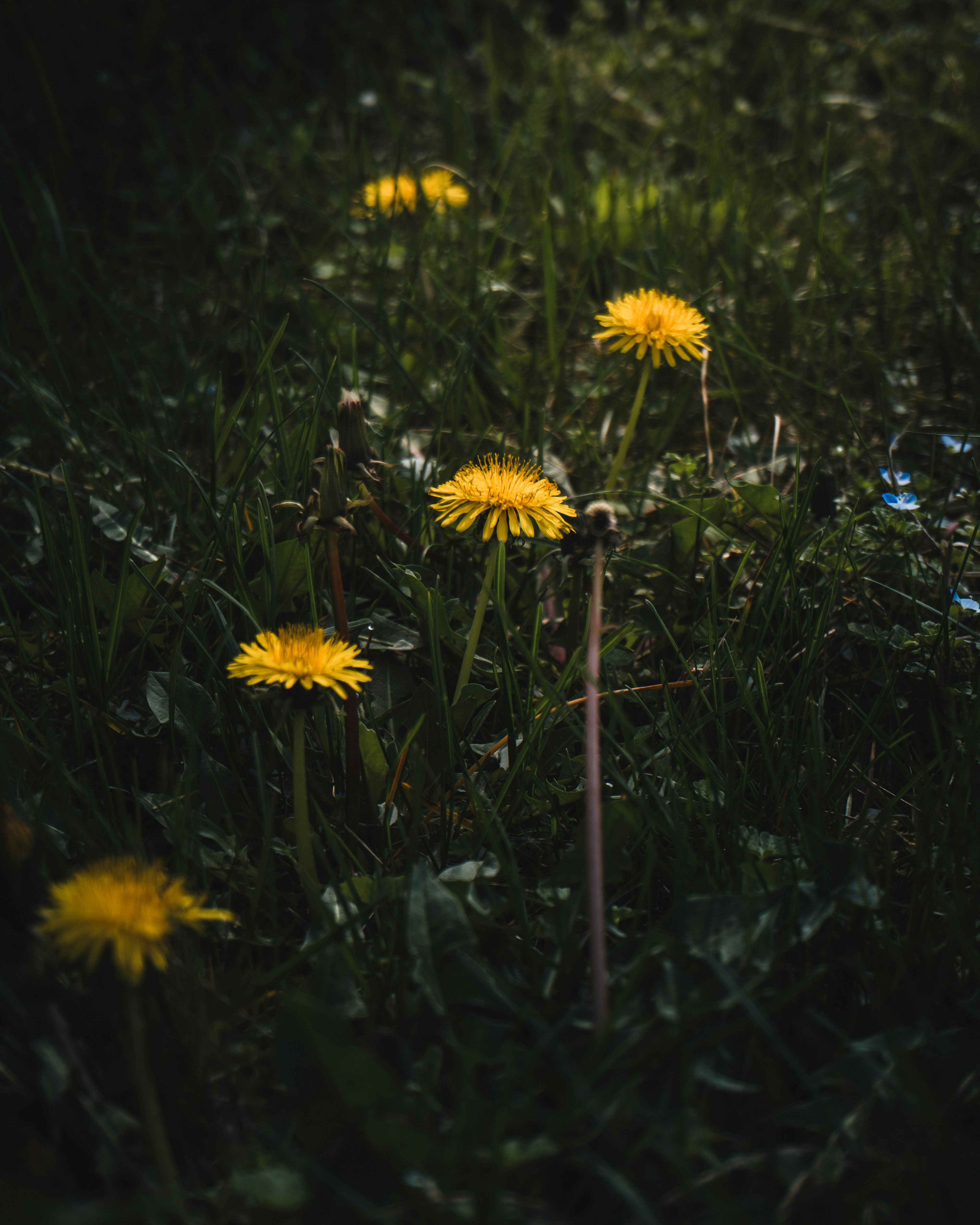 Dandelions in Velvet Shadows: A Quiet Meadow Moment