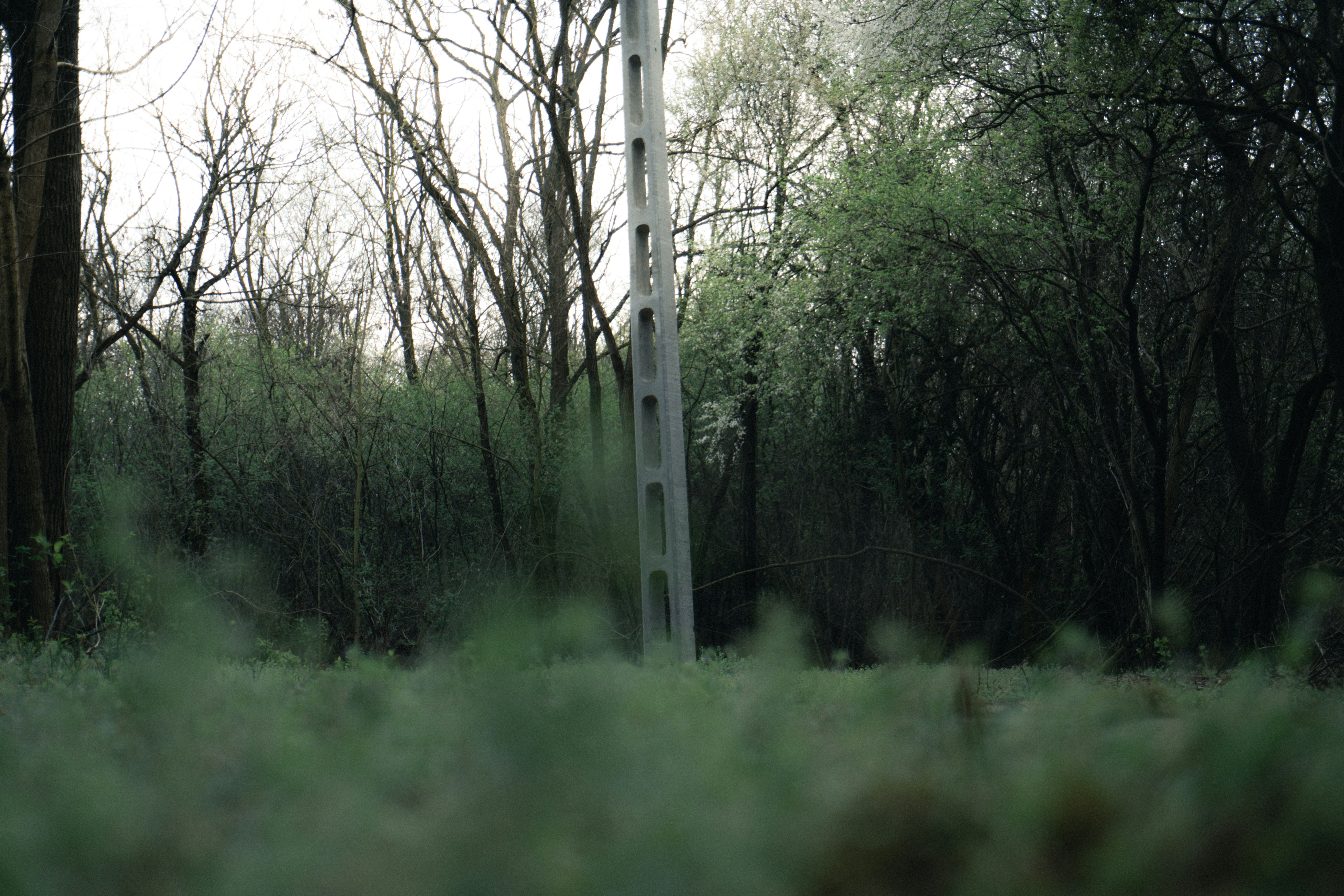 A tall white pole sitting in the middle of a forest photo – Free Szeged ...