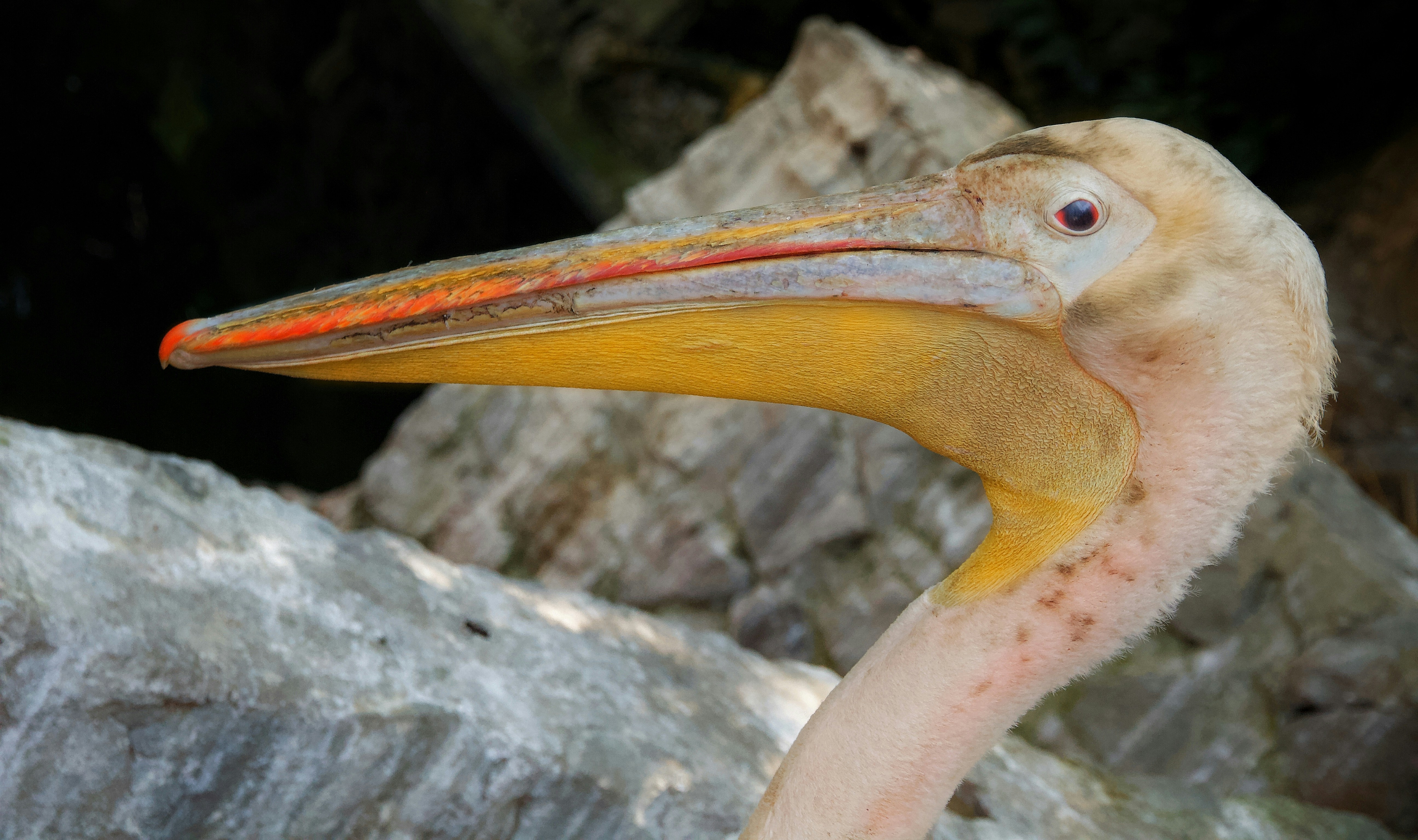 Pelican Profile: Close-Up of an Orange Beak Against Weathered Rock
