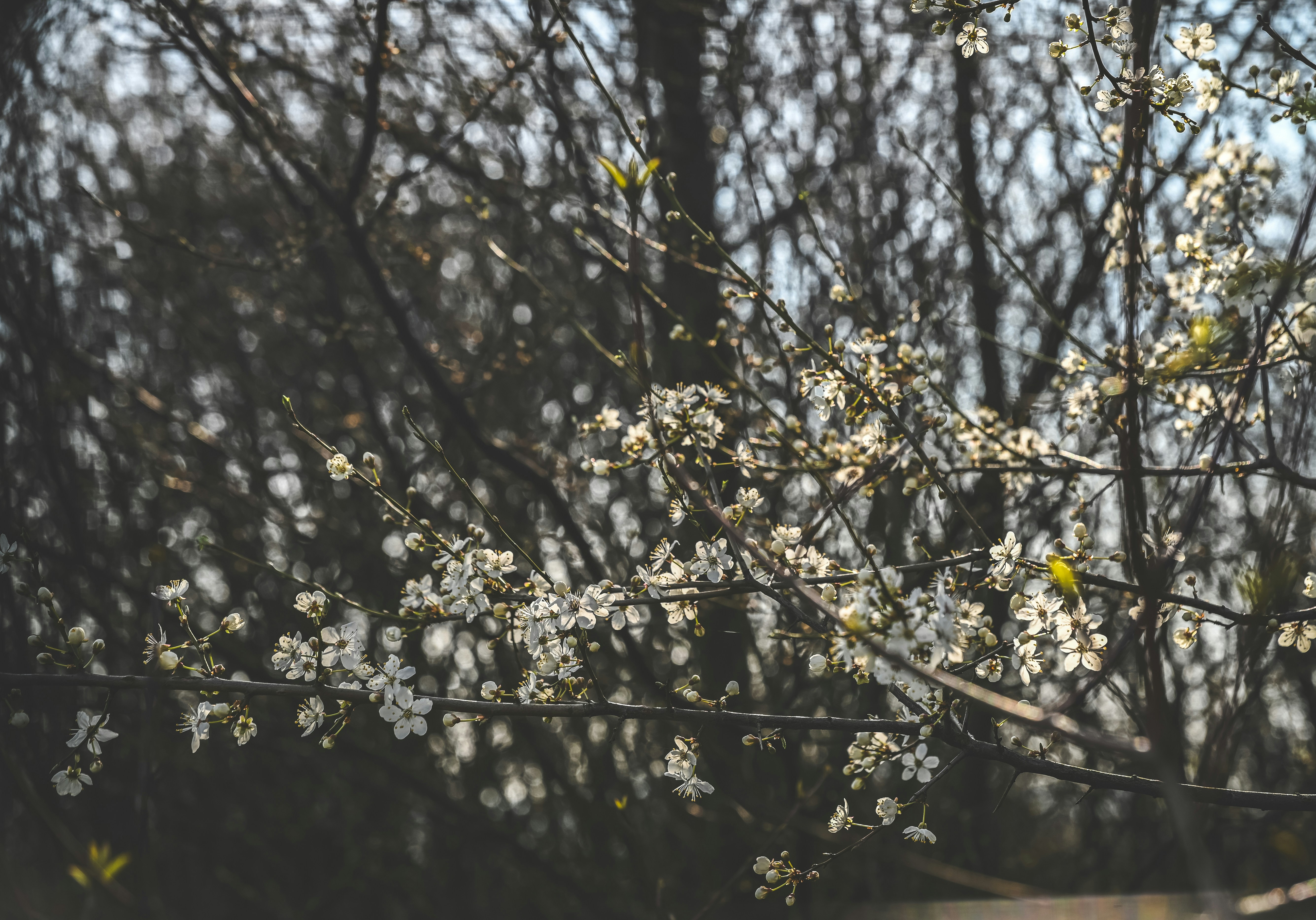 Photo by Alexandra with Nikon Z6