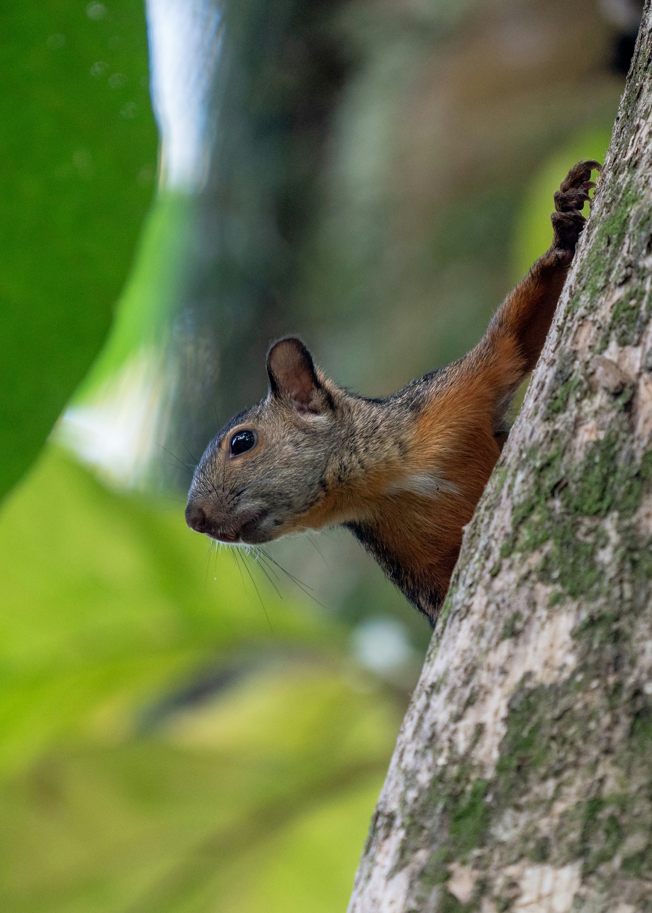 Photo by Bob Brewer with Sony Alpha 9