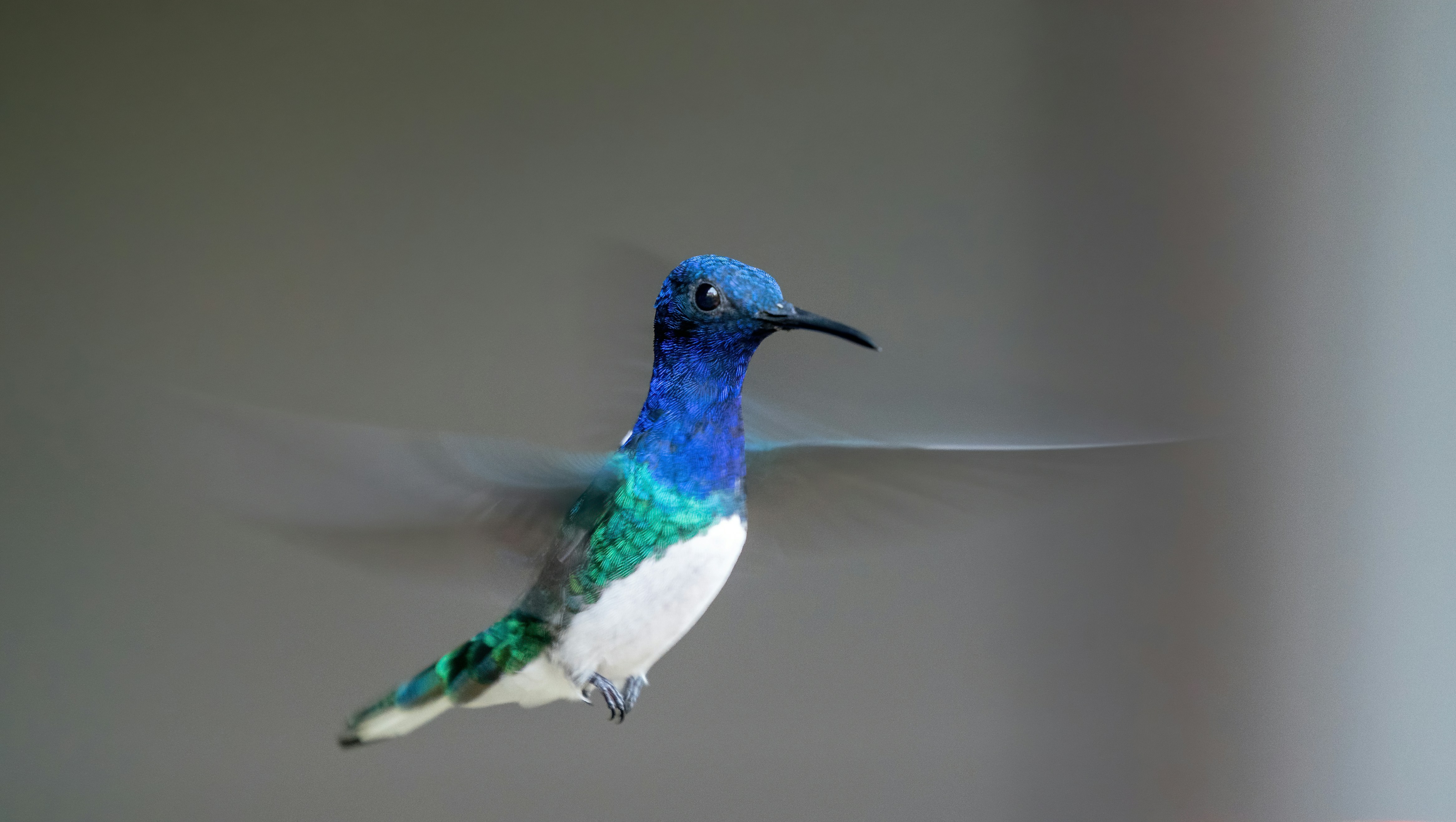 Azure Muse in Flight: A Hummingbird Pause
