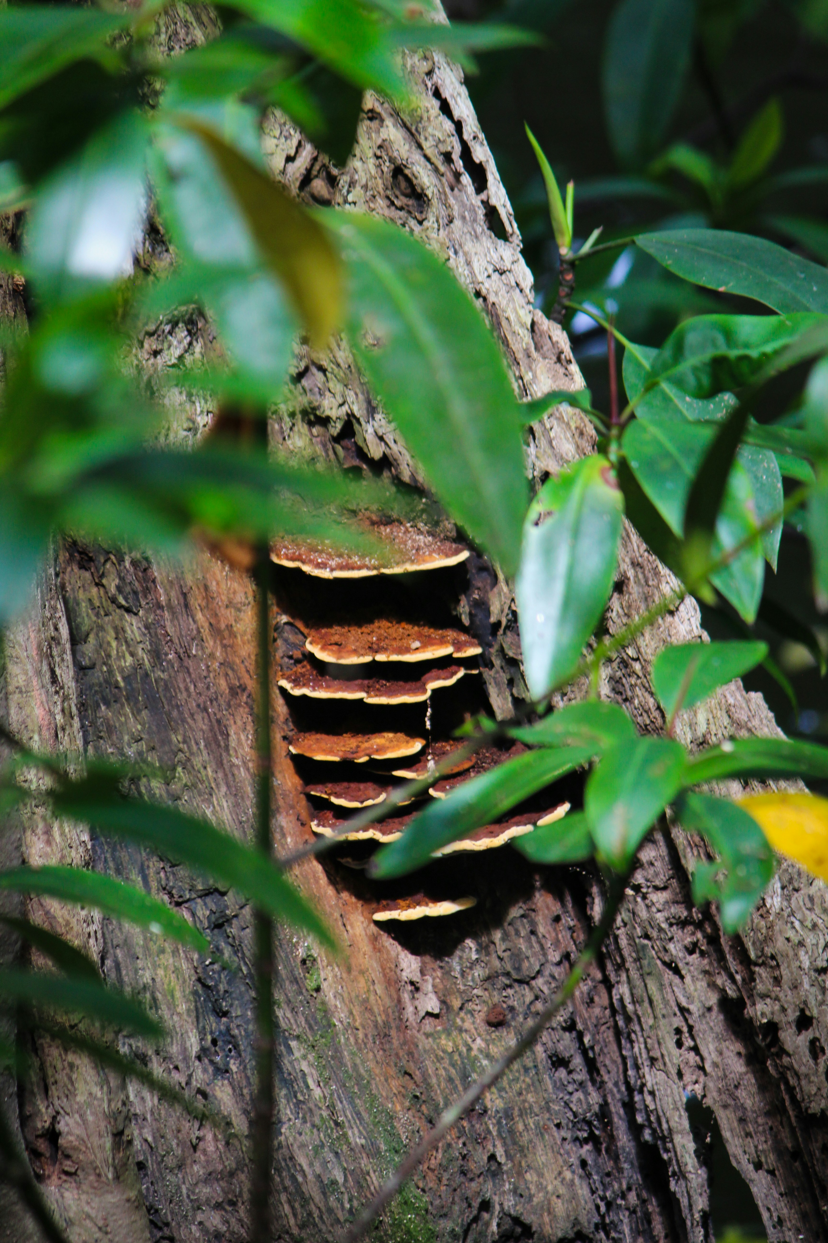 Mushroom stairs in a weathered trunk hidden among emerald foliage