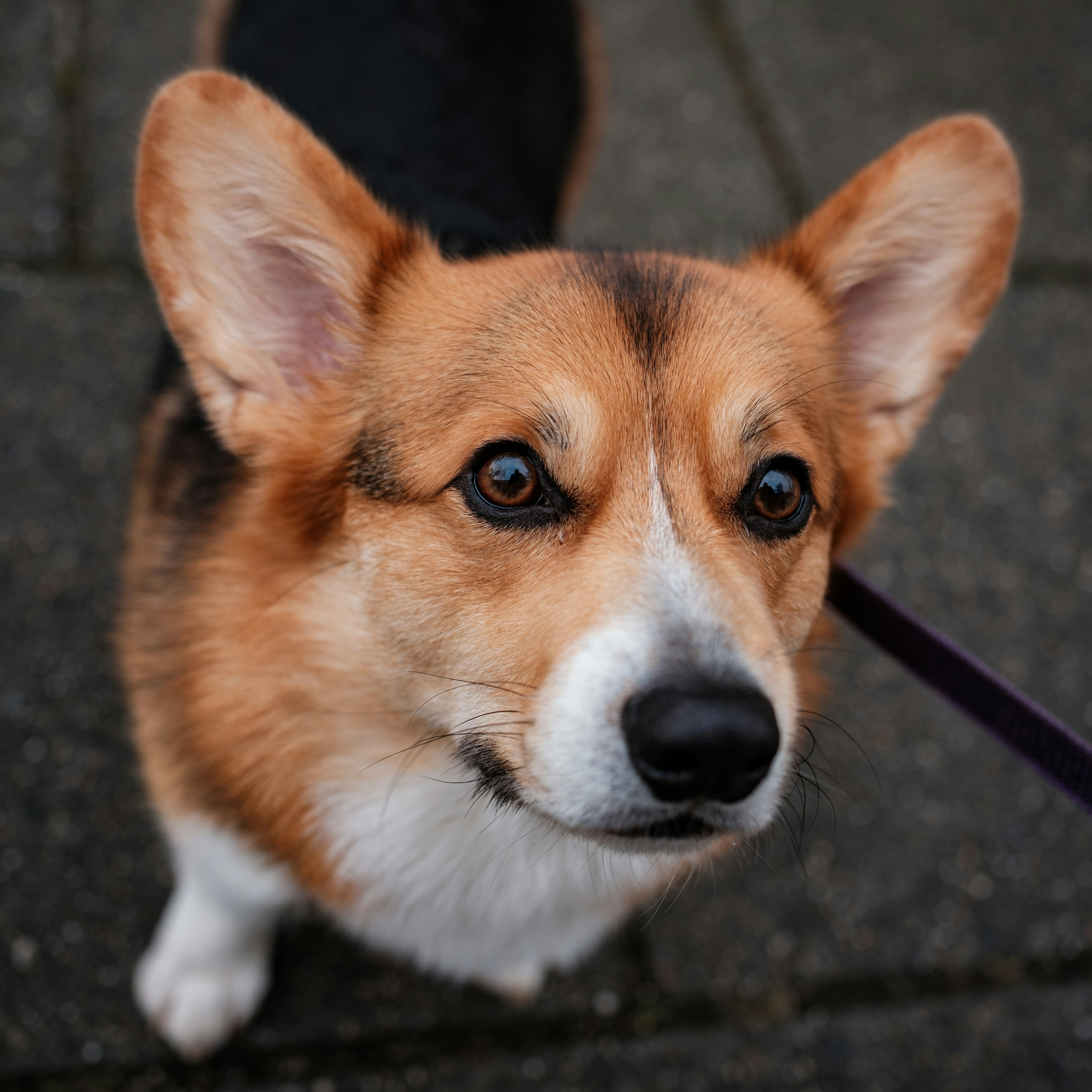 Pembroke Welsh Corgi Photos | Télécharger des images gratuites sur Unsplash