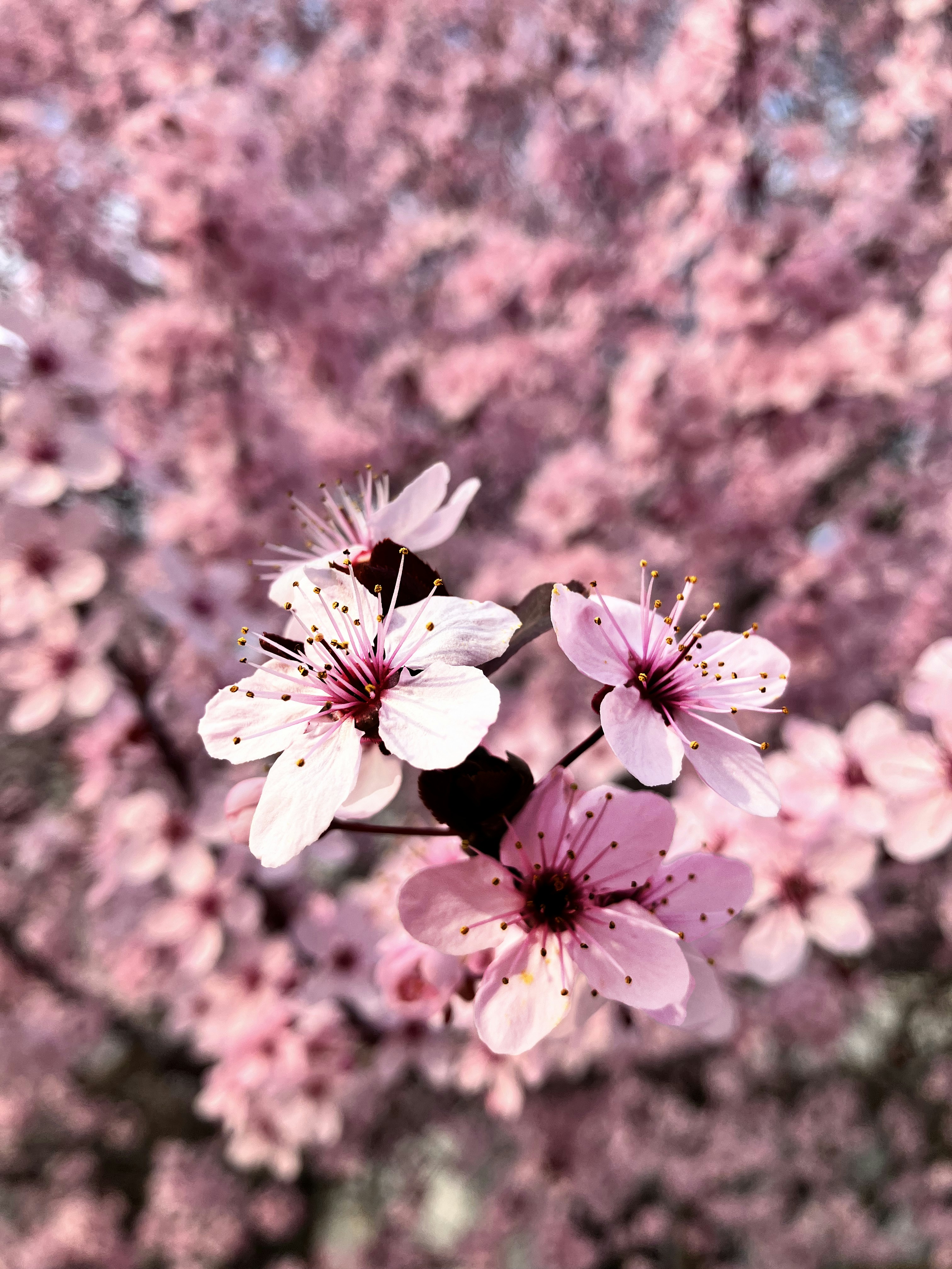 Close-Up Trio: A Pink Blossom Centered in a Hushed Sea of Petals