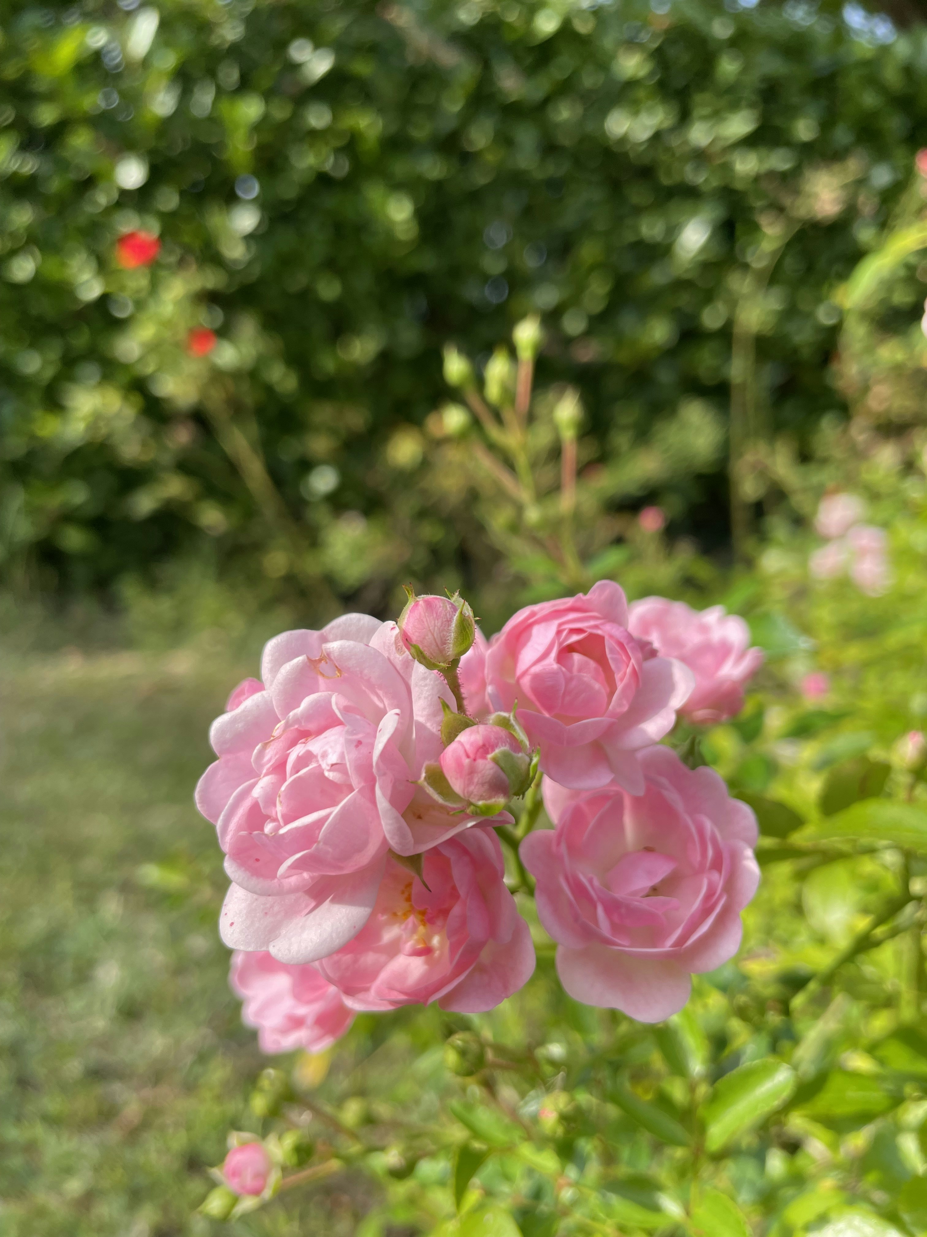 A bush of pink roses in a garden photo – Free Flower Image on Unsplash