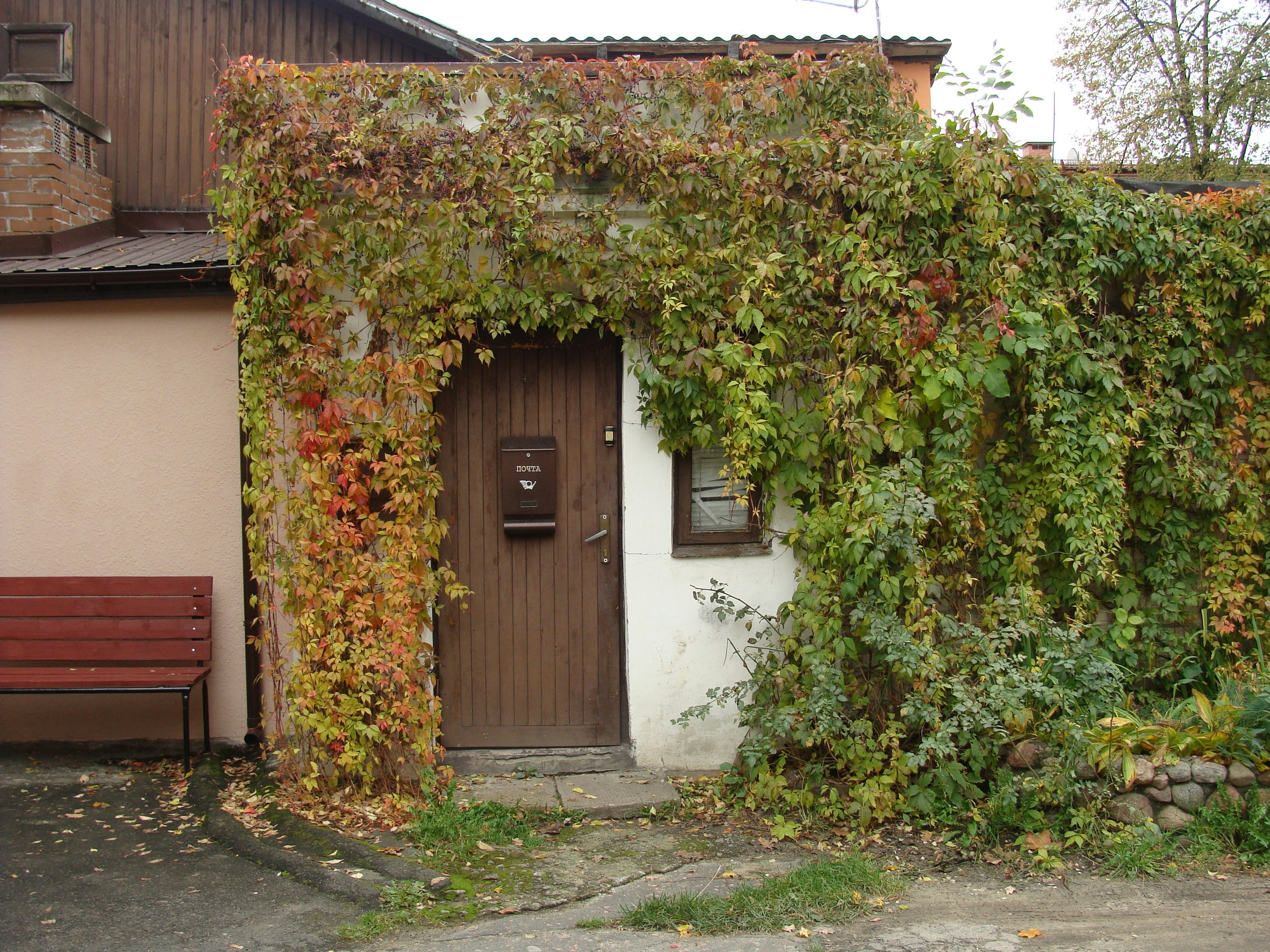 Ivy-Guarded Doorway: A Quiet Facade Framed by Foliage