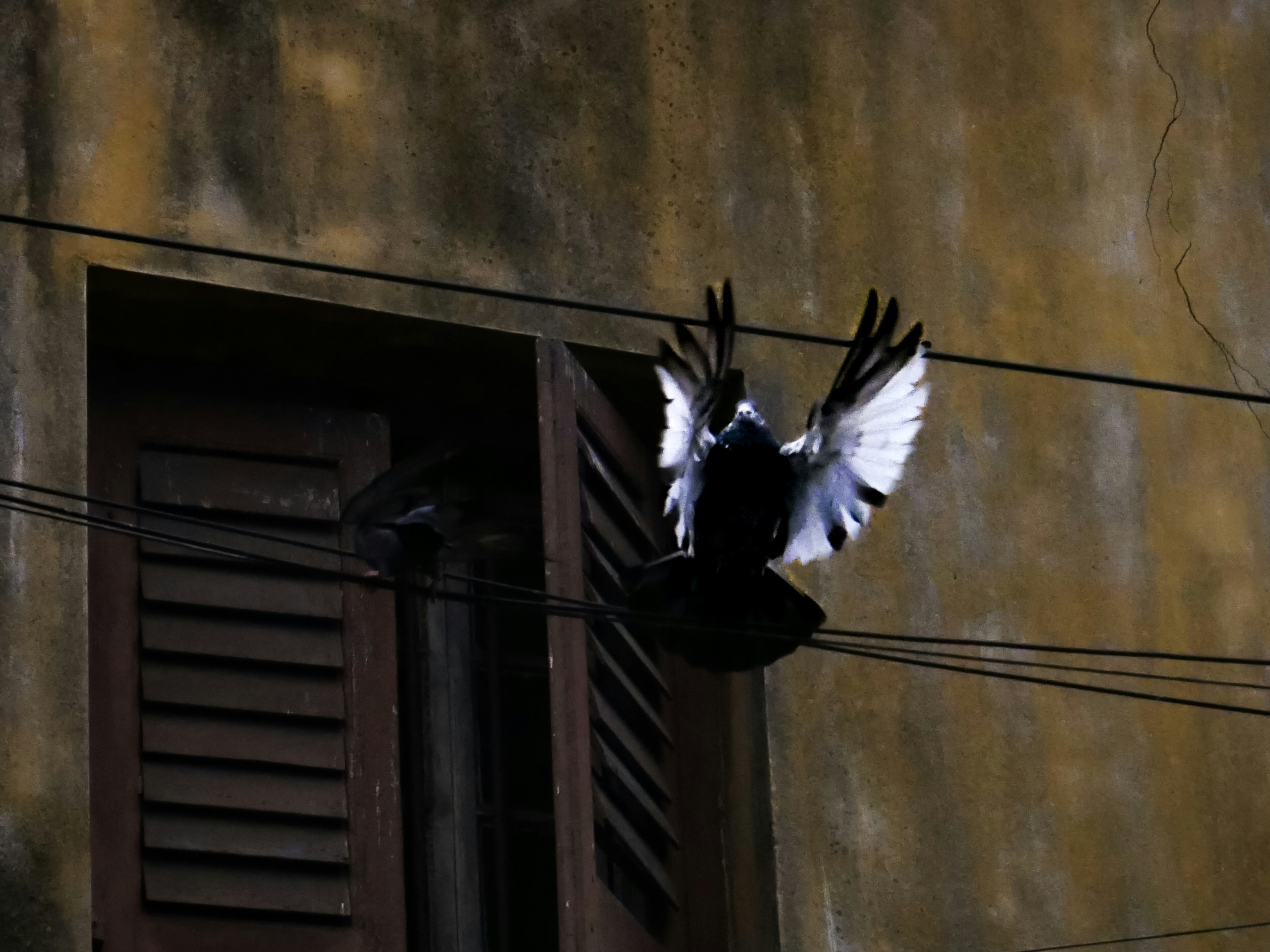 Winged Pause Above the Weathered Facade