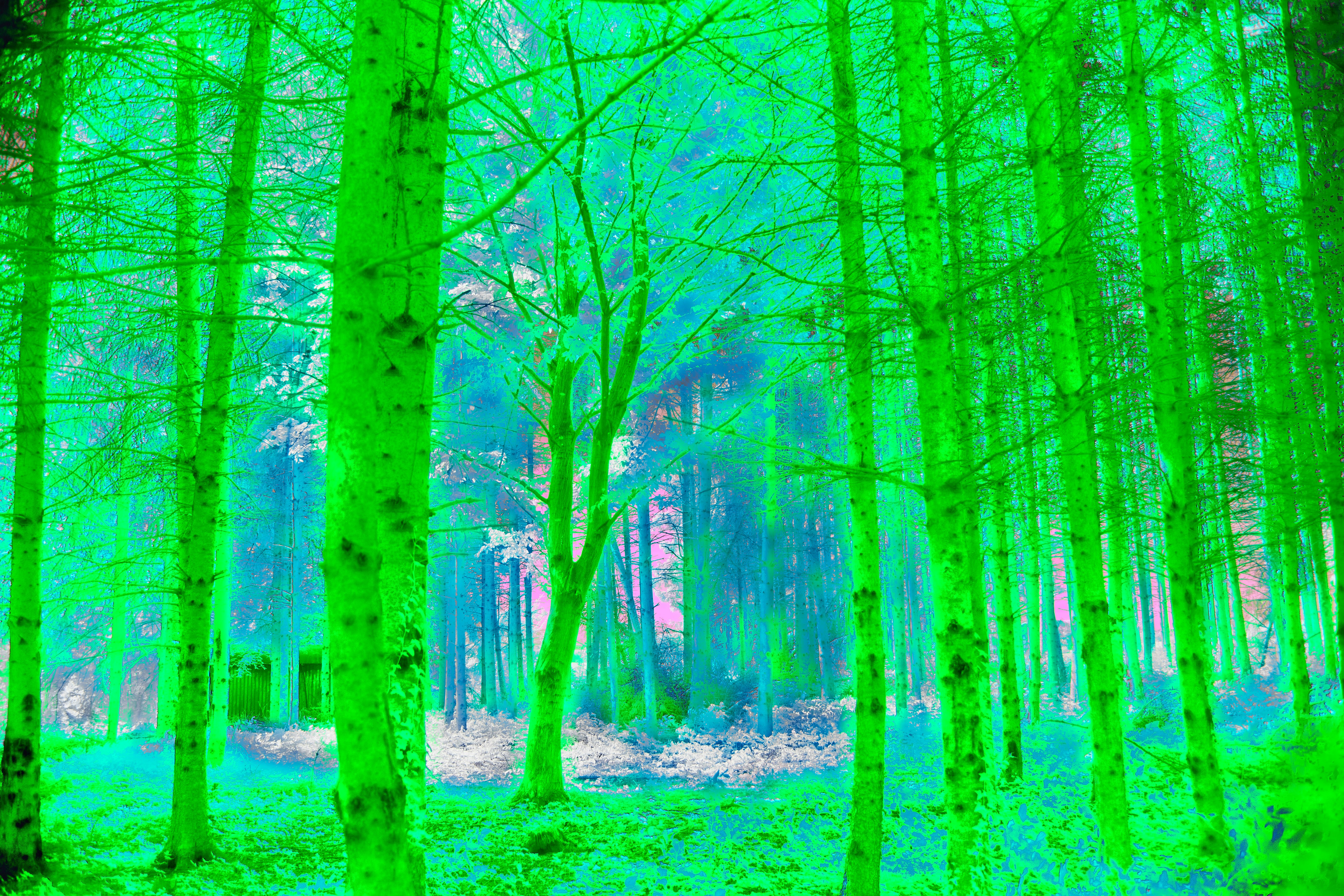 Photo by Wolfgang Hasselmann with Sony Alpha 7 II