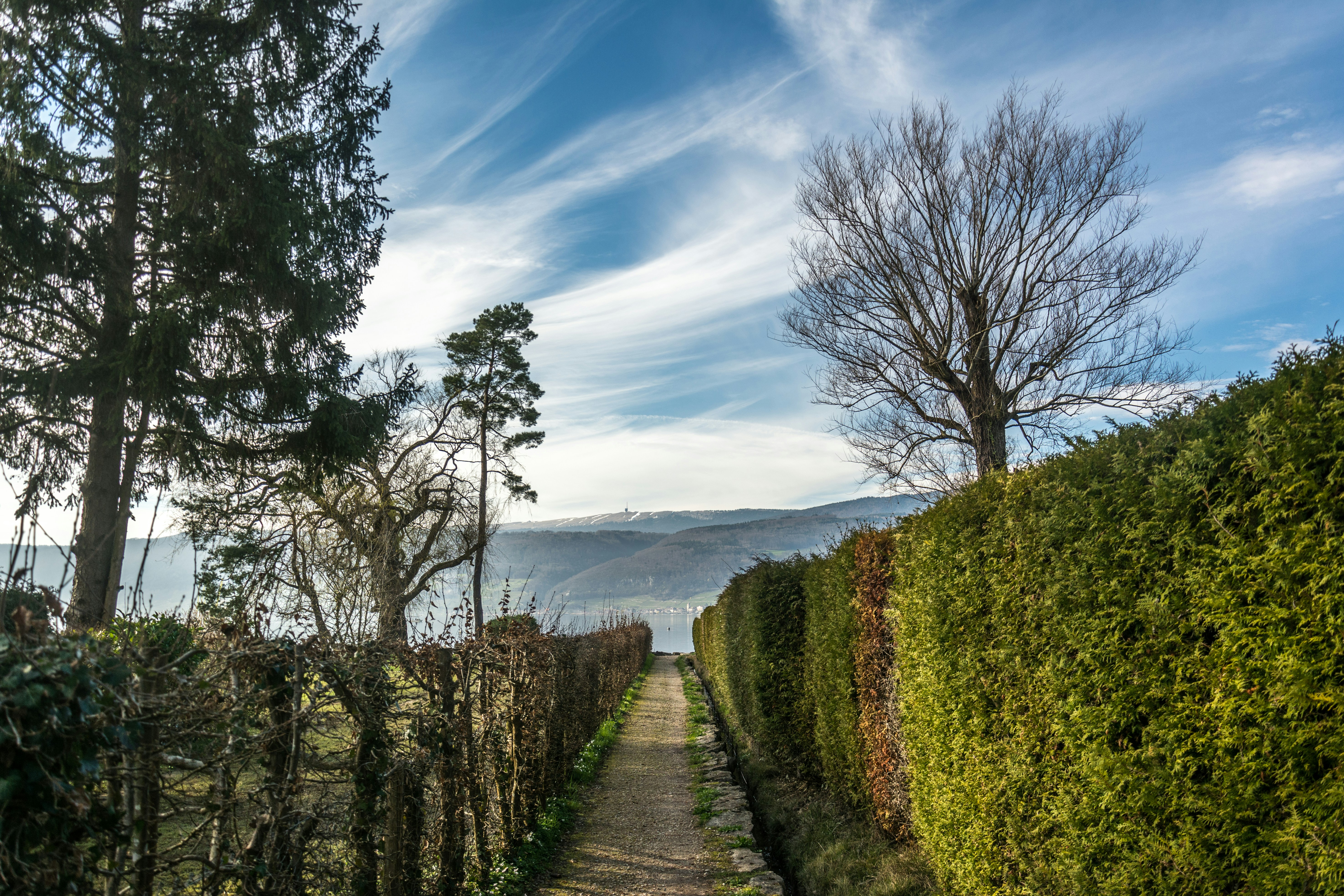 A path between two hedges leading to the ocean photo – Free Täuffelen ...