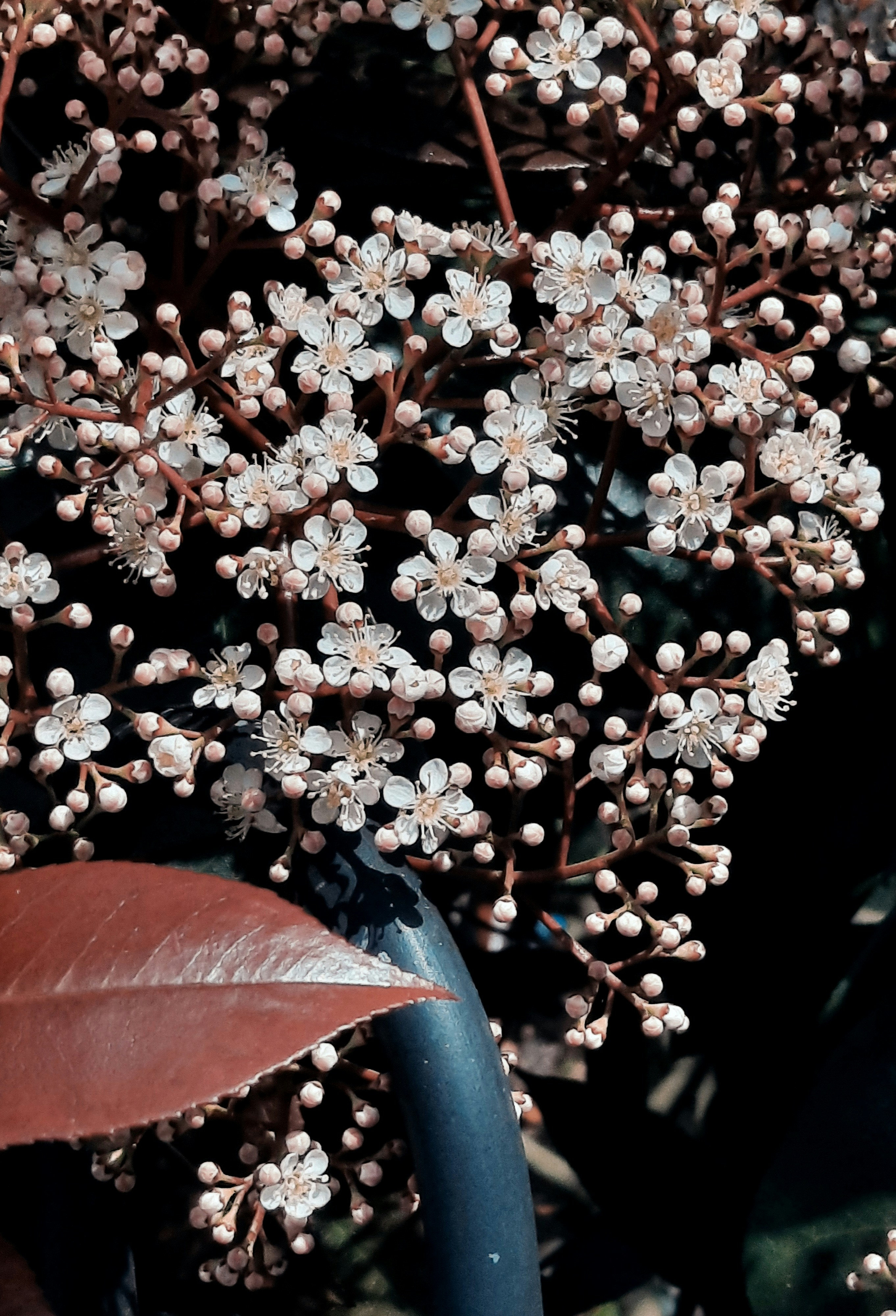 Photo by Fatiha Hossain with Samsung Galaxy A51