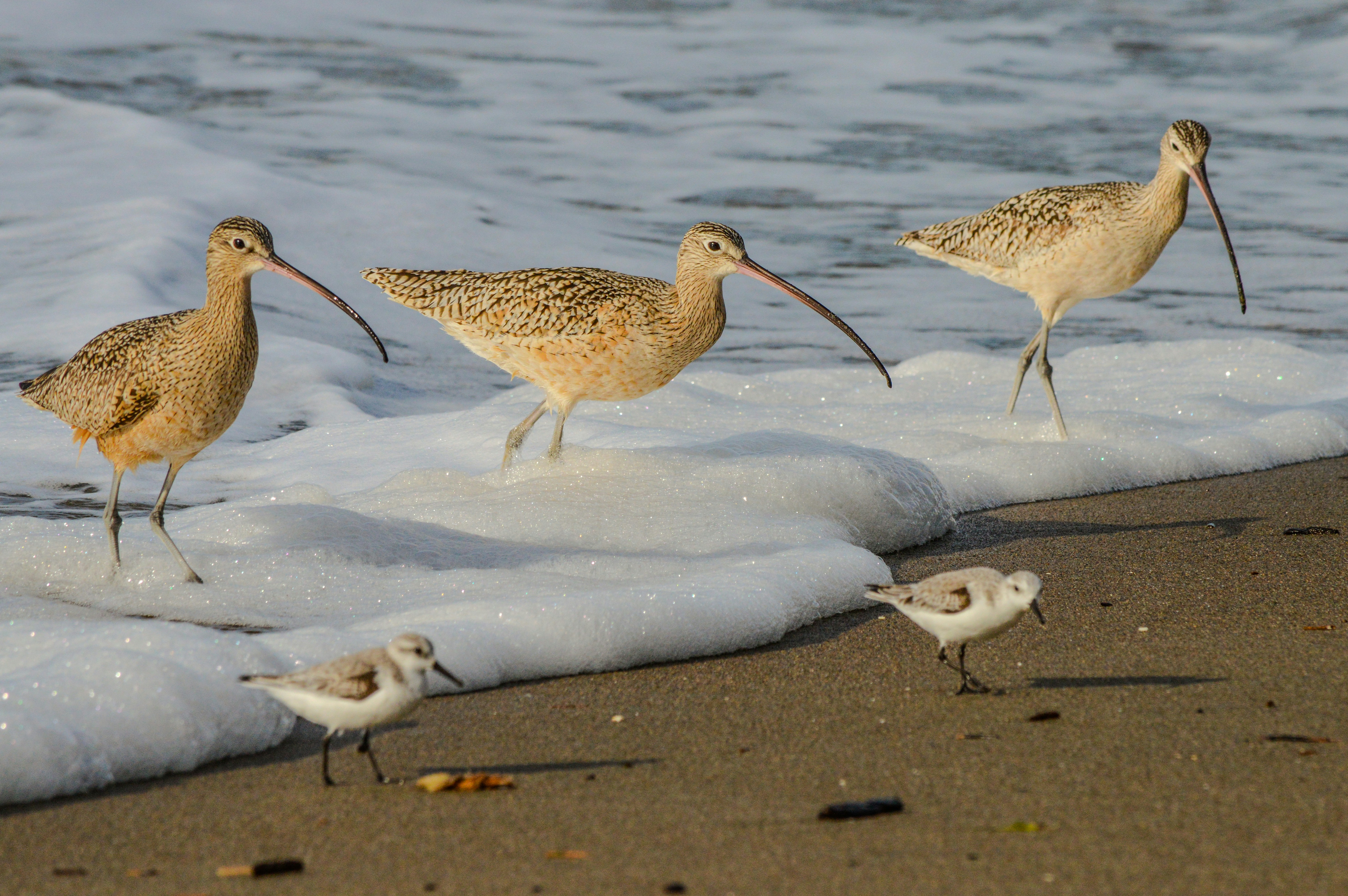 Foam-Washed Foragers: Long-Billed Waders at Tide's Edge