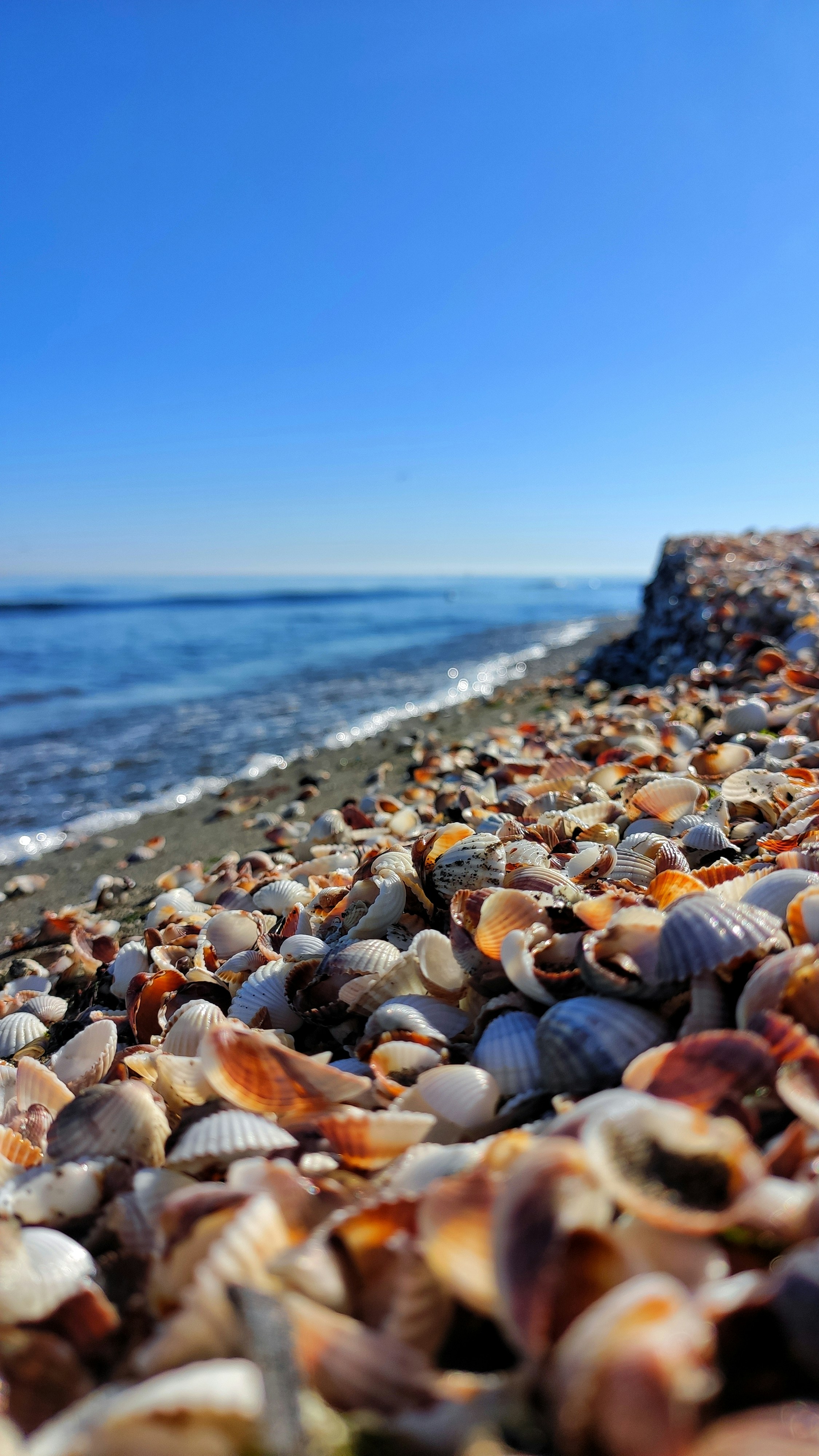 A beach covered in lots of shells next to the ocean photo – Free Beach ...