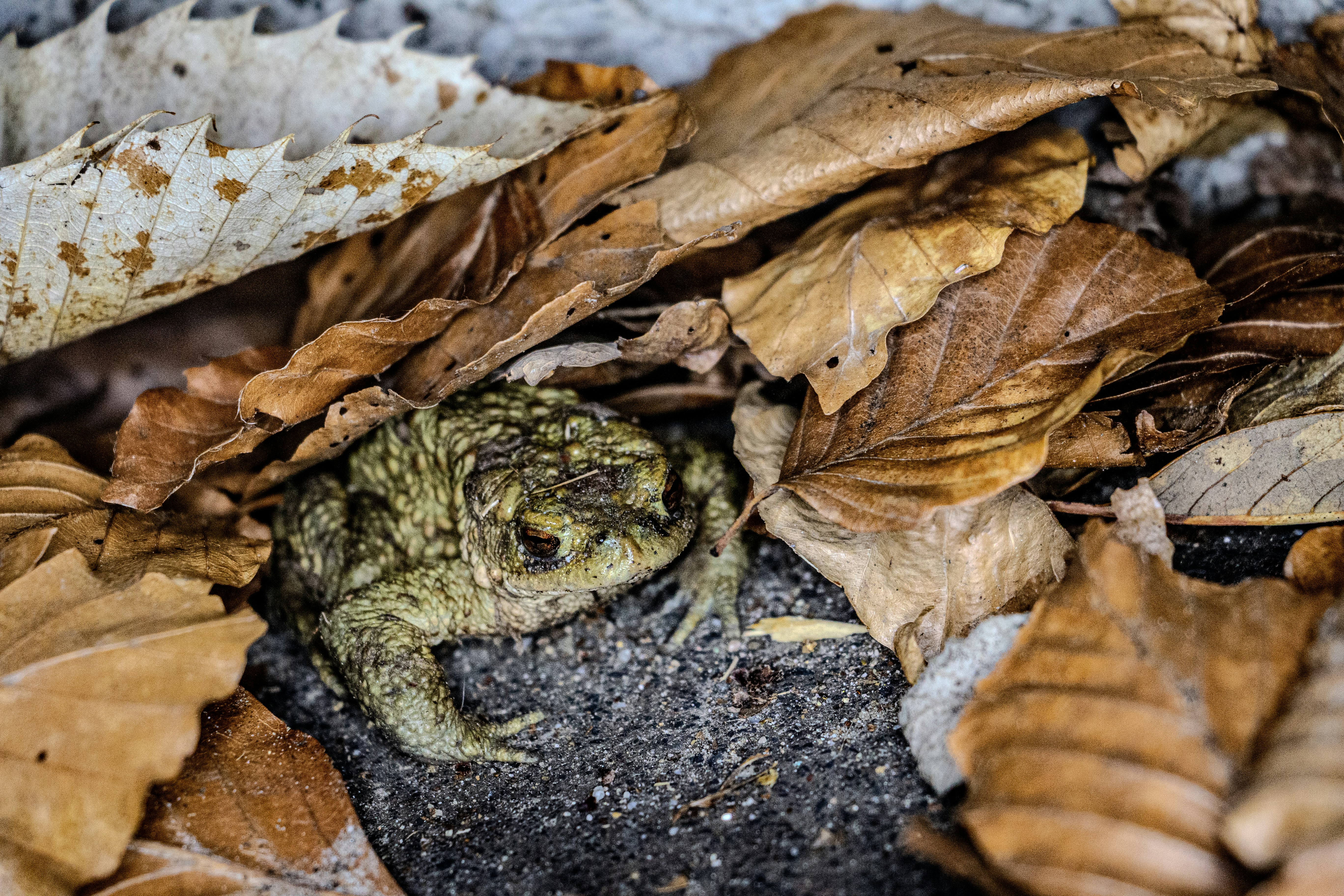 Hidden Guardian of the Leaf Litter