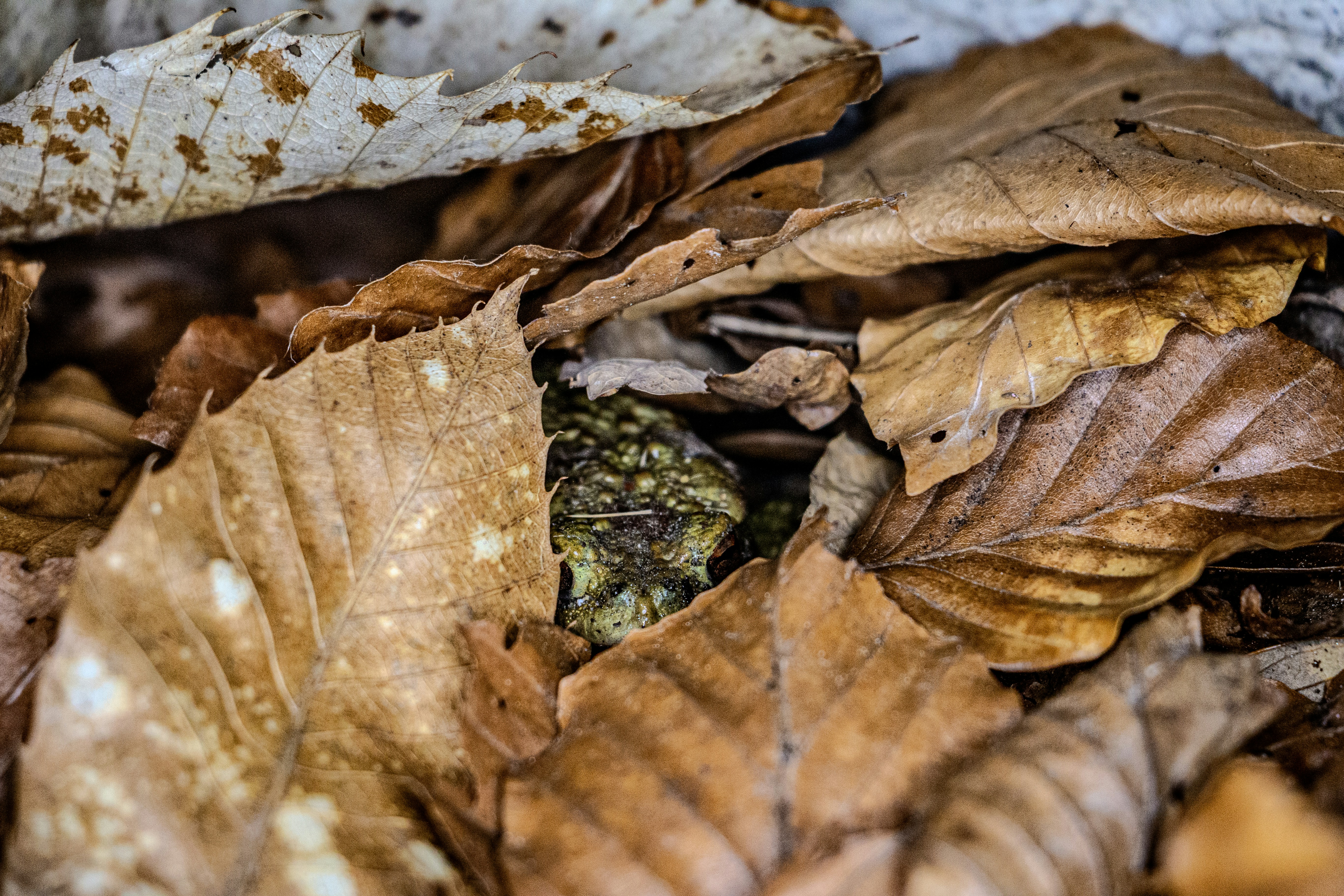 This master of disguise, a common toad (Erdkröte), peeks out from a fortress of dried autumn leaves. The image captures the incredible camouflage of the amphibian as it blends seamlessly into the earthy tones of the forest floor. Soft, natural lighting filters through the foliage, casting gentle shadows that define the serrated edges of the leaves. The mossy texture of the toad's skin contrasts beautifully with the brittle, paper-like quality of the brown litter. This intimate perspective offers a rare glimpse into the secretive life of nocturnal creatures during the seasonal transition, celeb