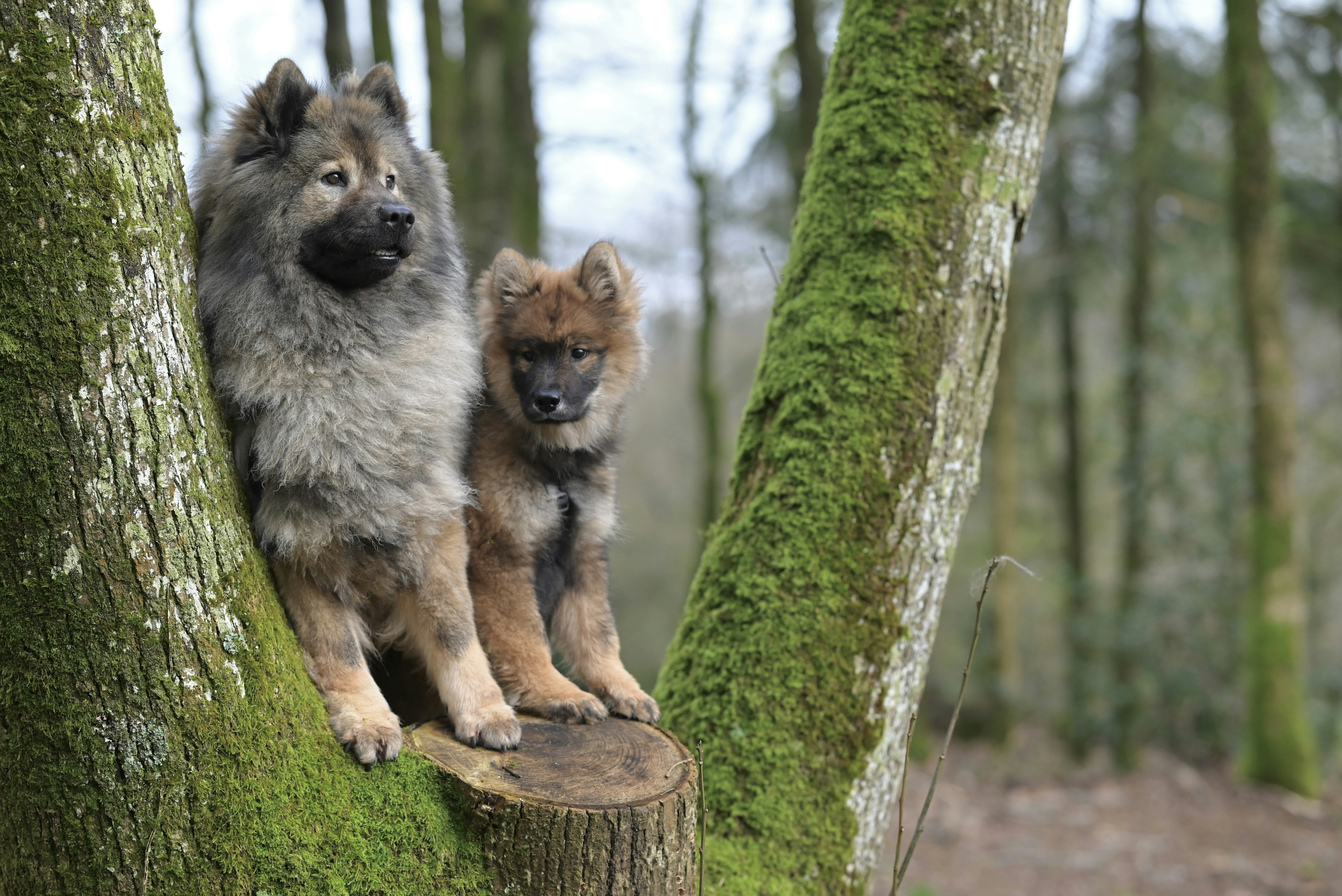 Two Pups on a Mossy Trunk: Quiet Forest Watchers