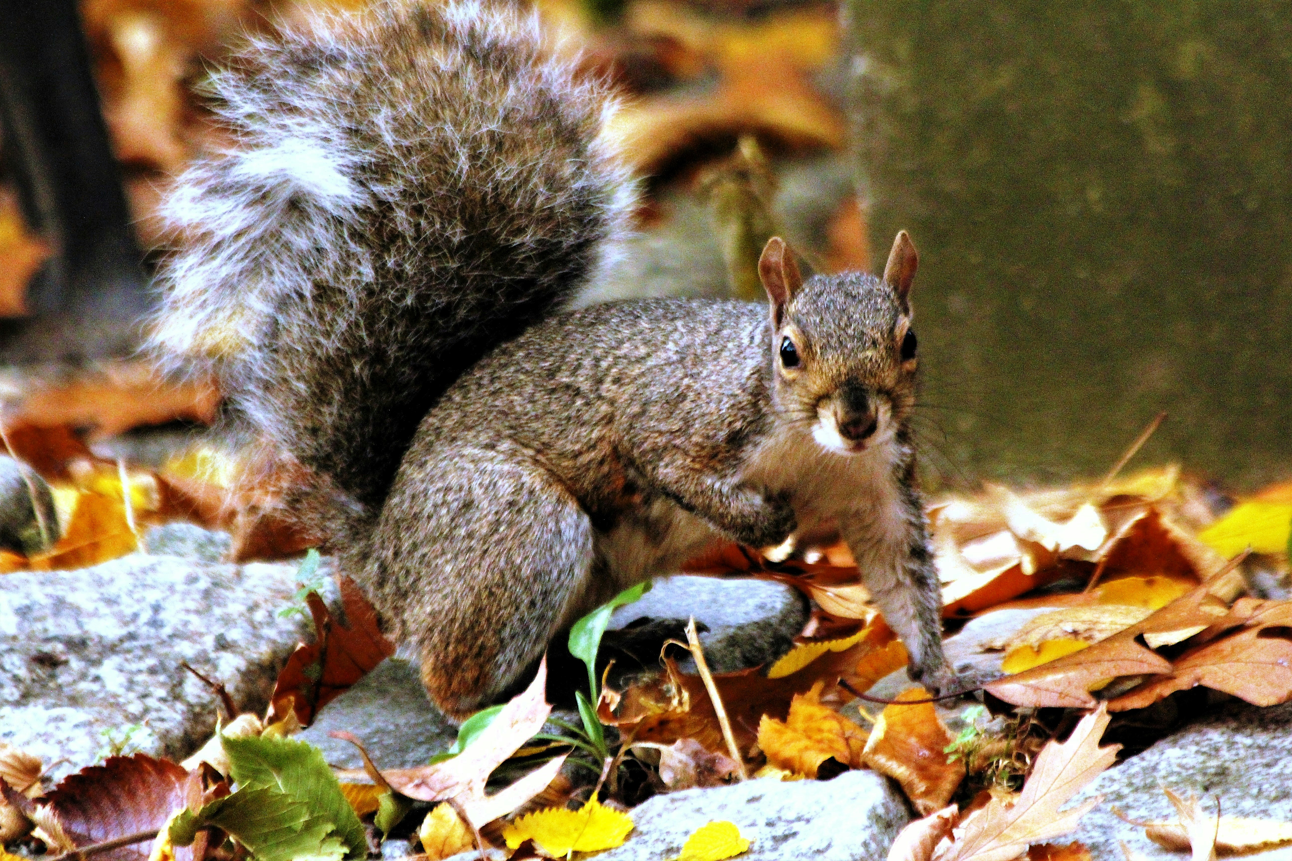 Autumn Shadow: A Squirrel on a Leaf-Strewn Path