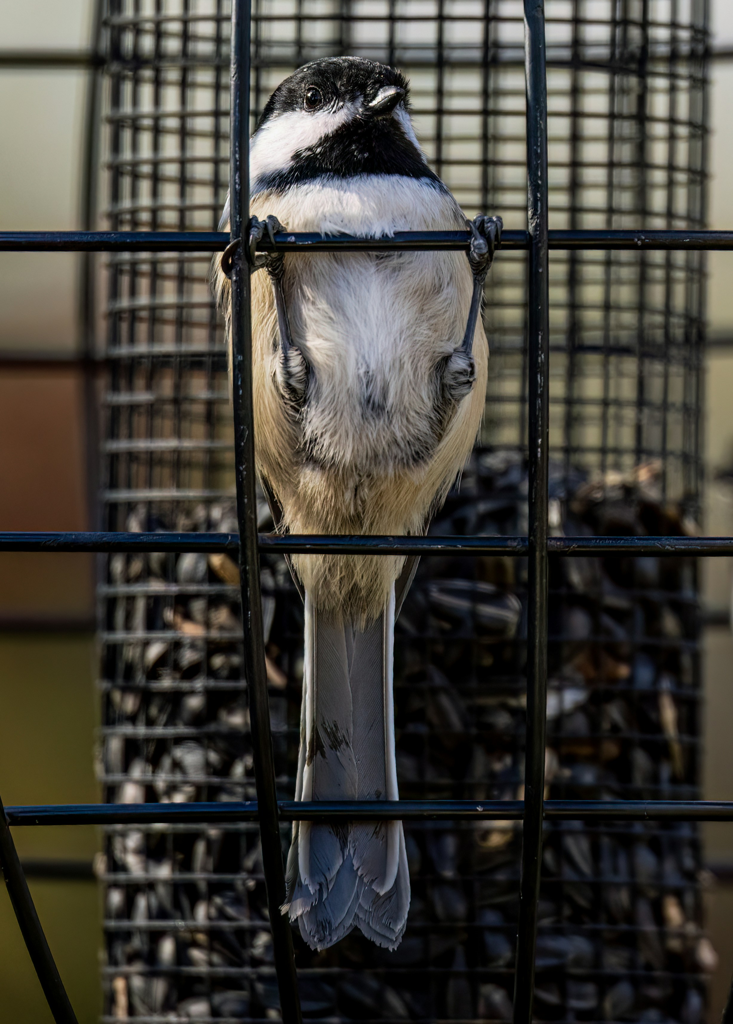 Barbound Watcher: Black-Capped Chickadee Poses Between Iron Grids