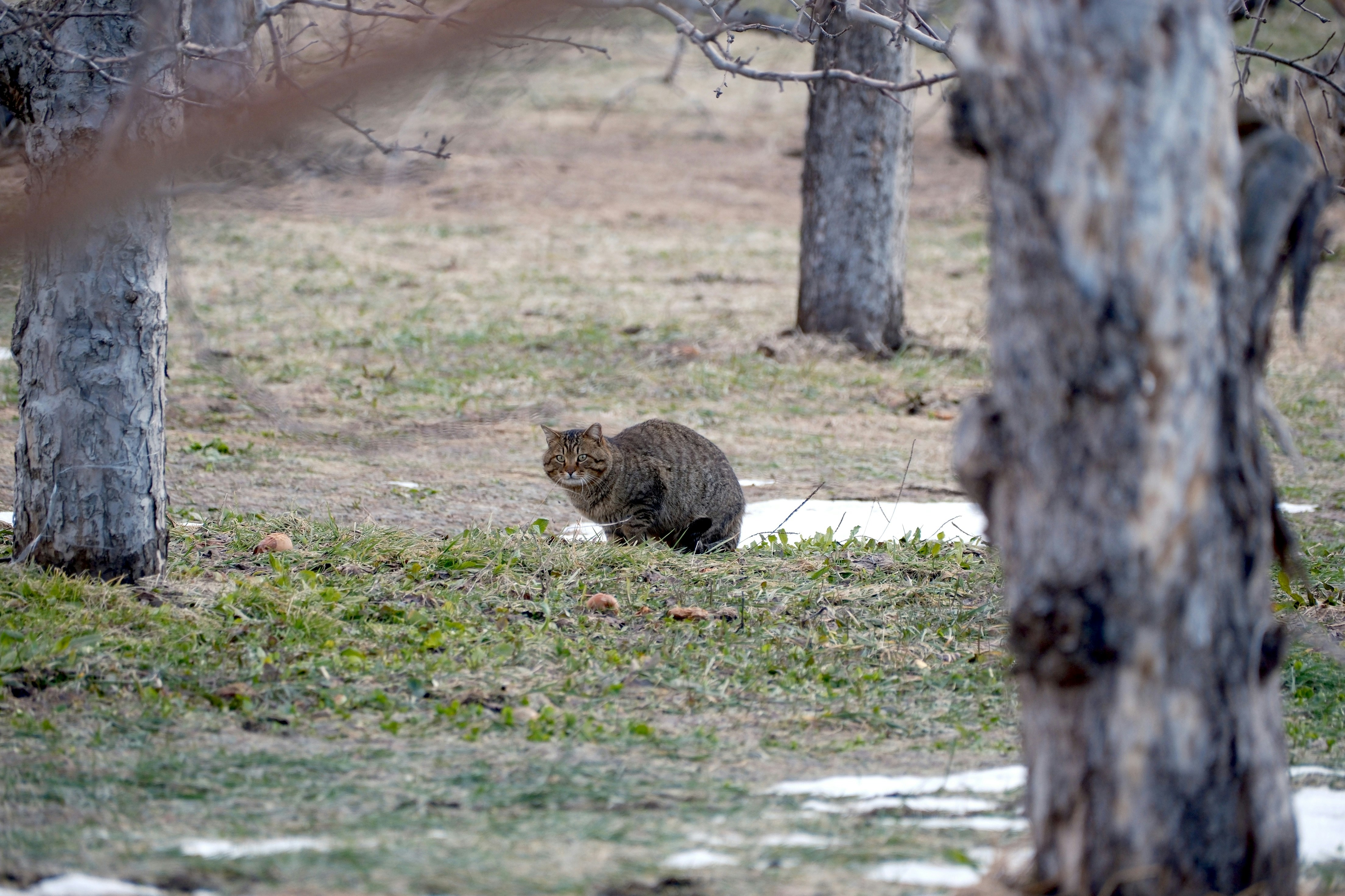 Cat in the Clearing: A Quiet Moment Between Trees