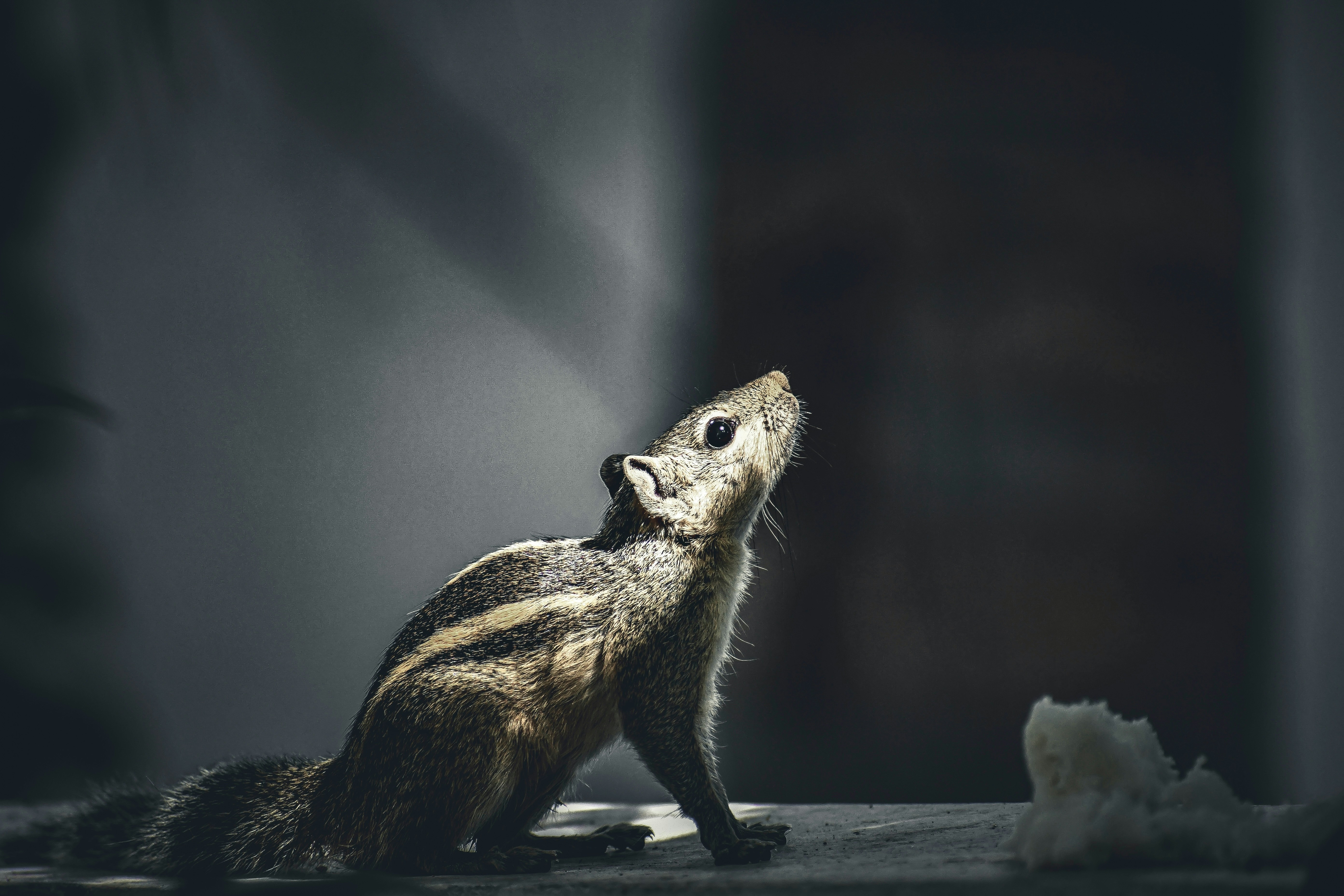 A Moment of Curiosity: The Squirrel's Gaze