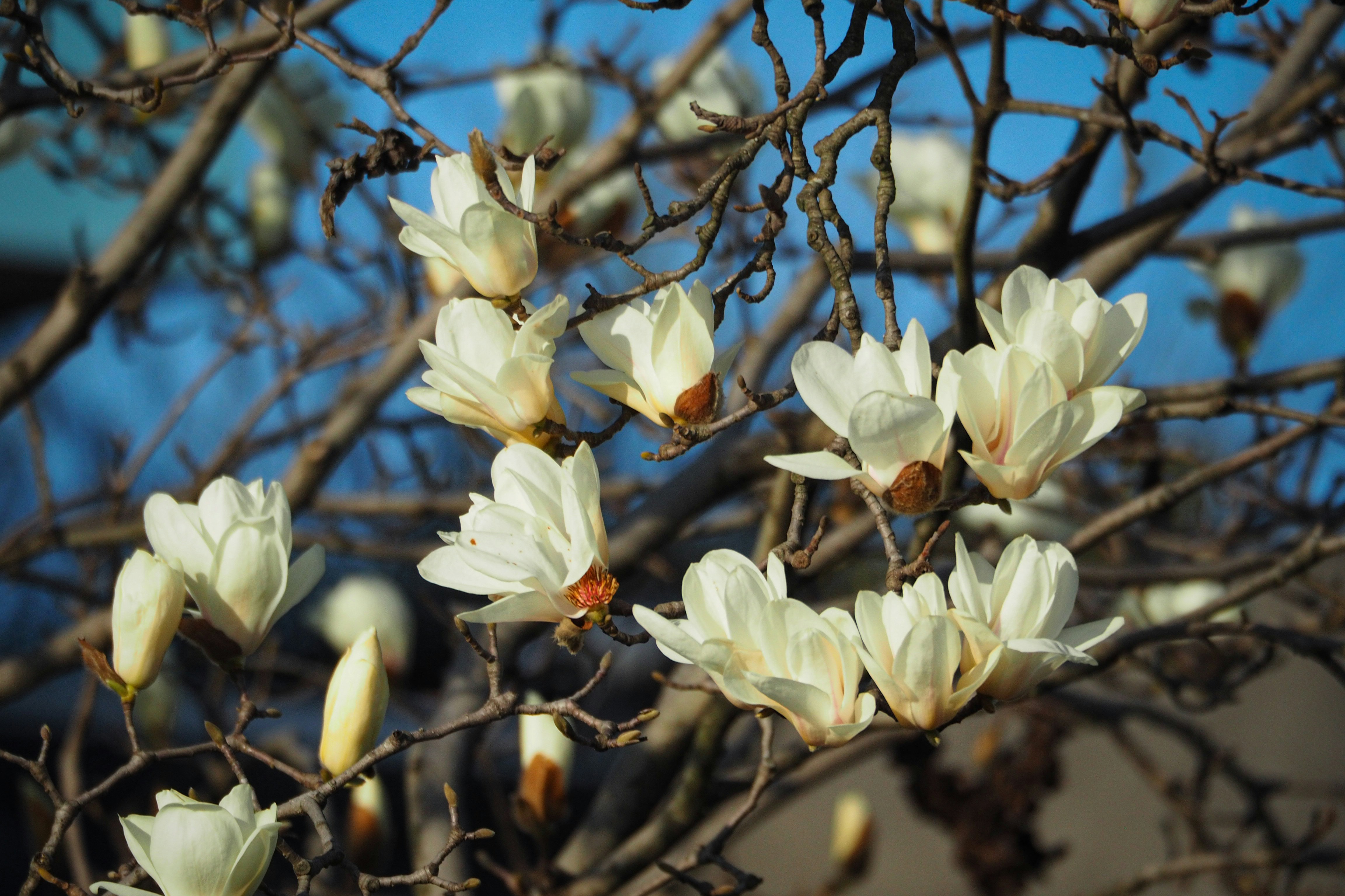 Quiet Bloom: White Magnolia Petals Framing a Crisp Blue Winter Sky