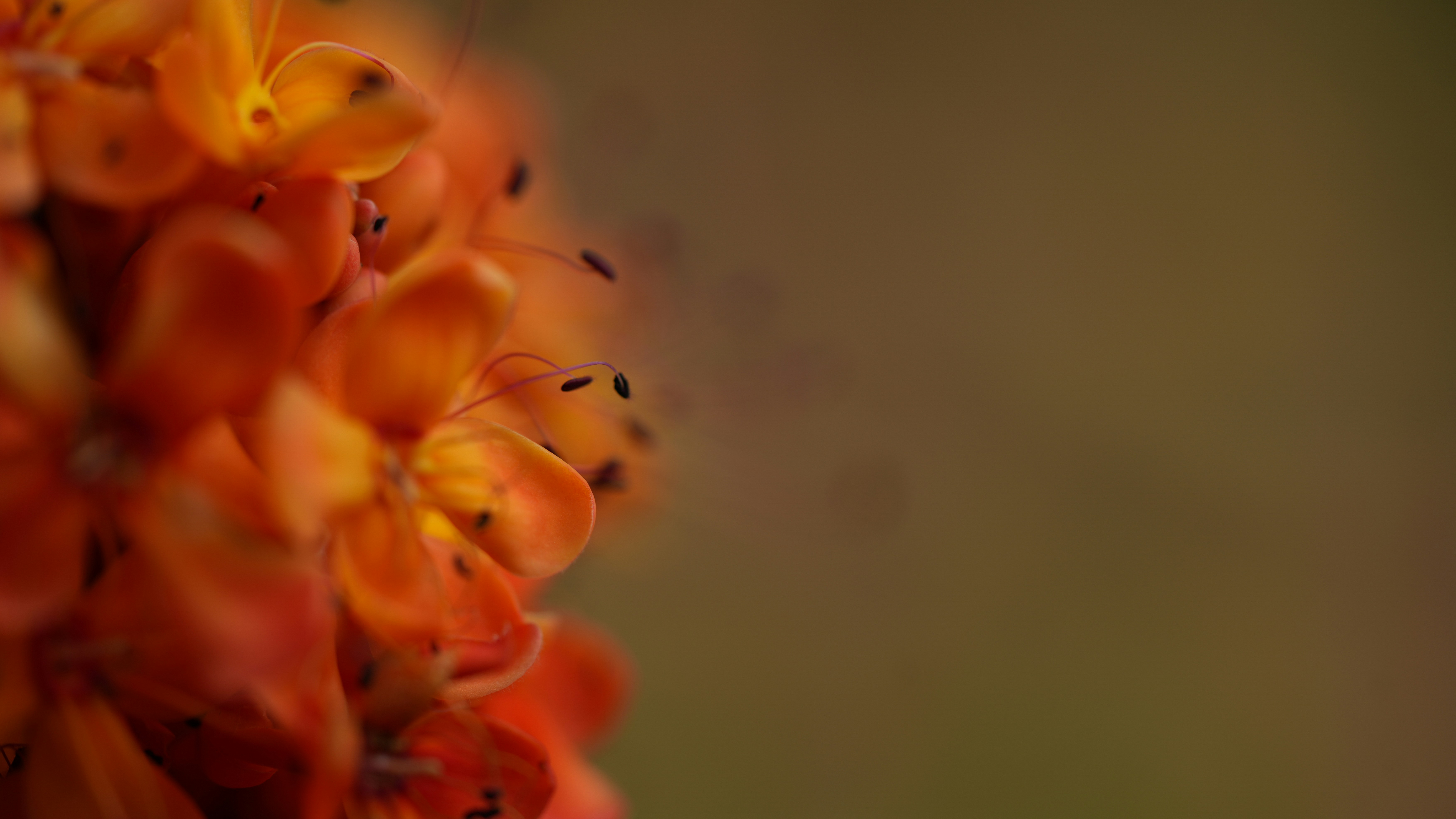 A close up of a bunch of orange flowers photo – Free Macro nature ...