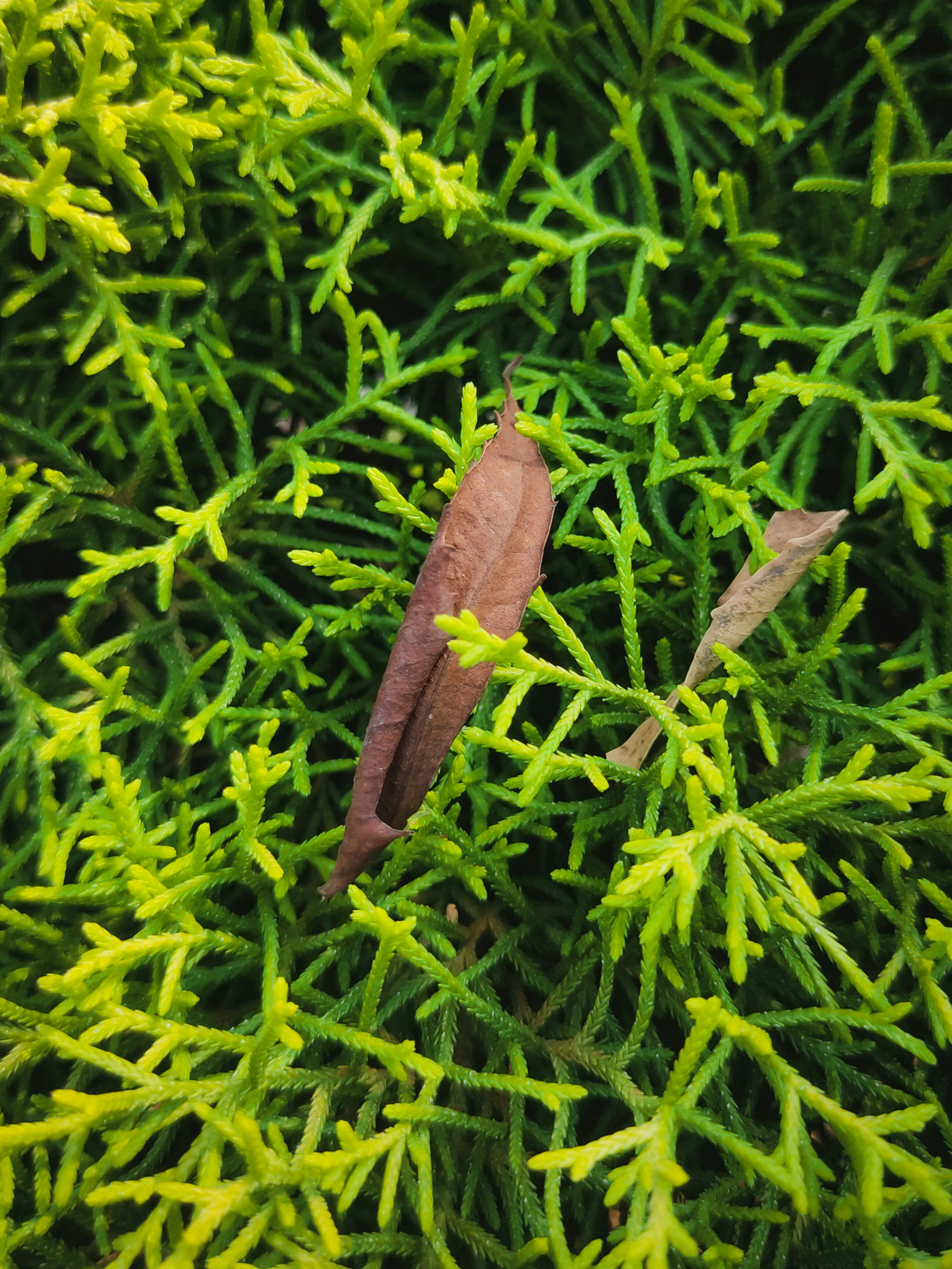 Brown Leaf Amid Neon Fern Fronds