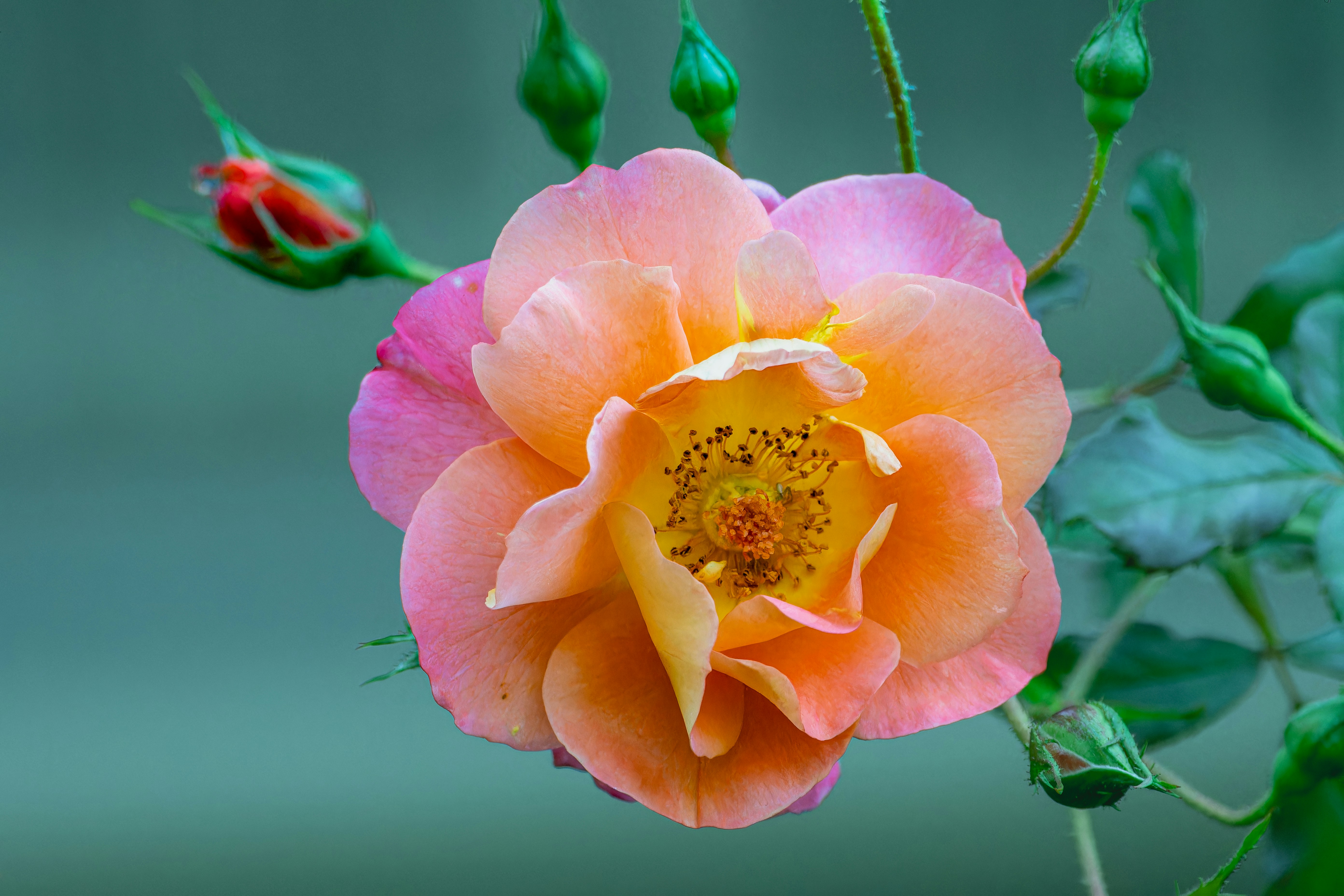 Velvet Petals: A Peach Rose in Quiet Garden Light