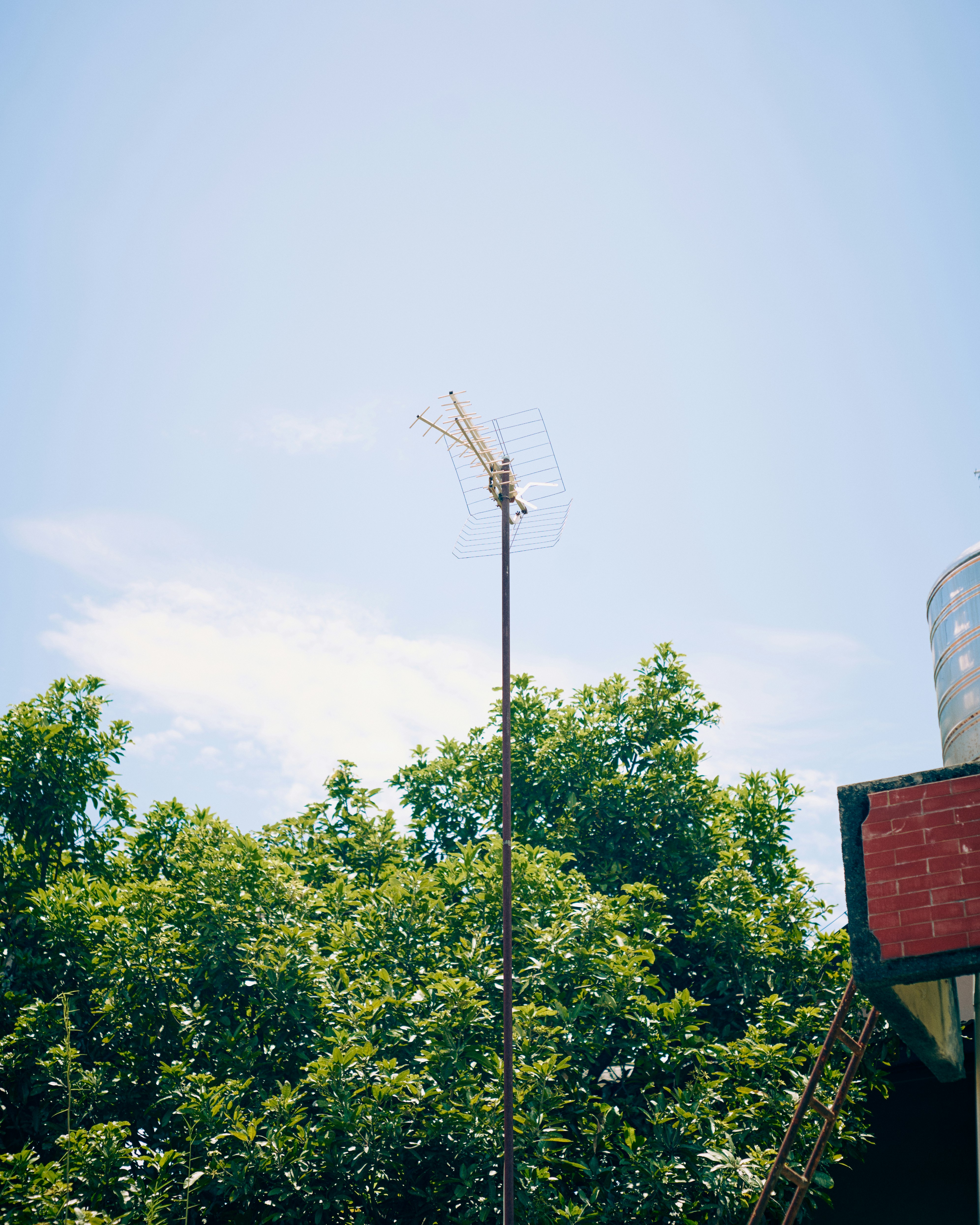 Antenna Crown Rising Over a Bright Green Canopy