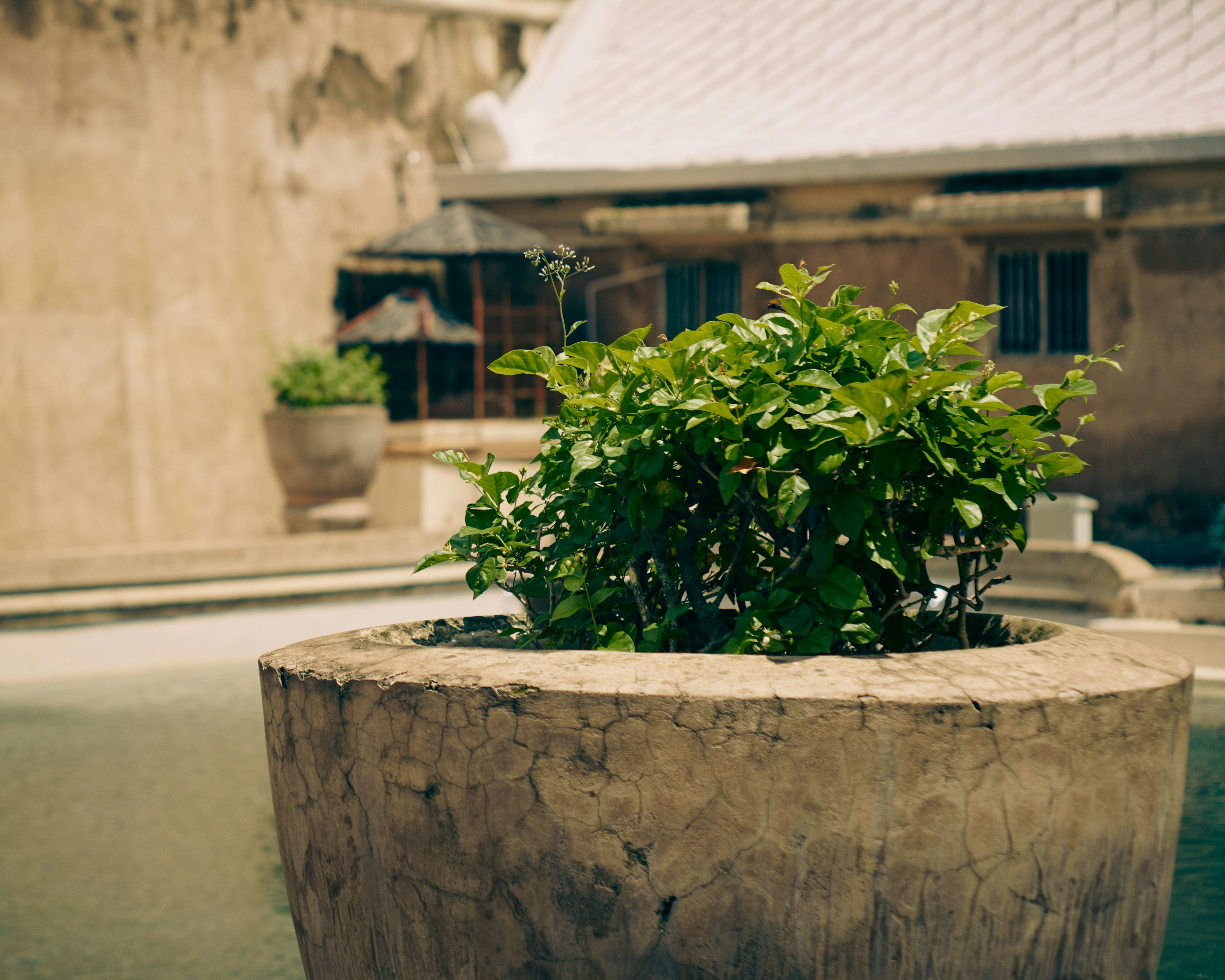 Photo by Astro Dolf with Sony Alpha 7