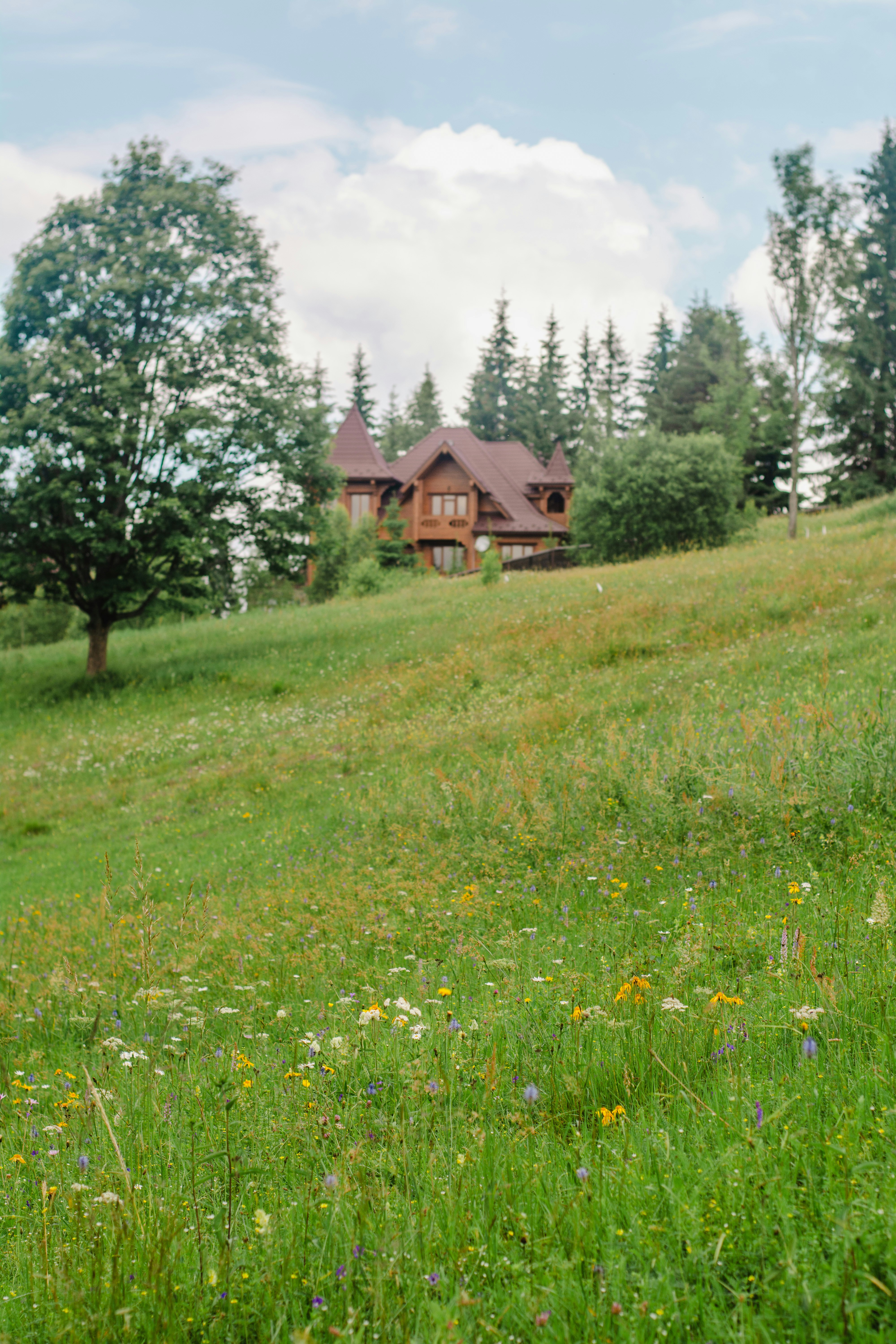 Cedar Cottage Amid a Meadow of Wildflowers Under a Quiet Sky