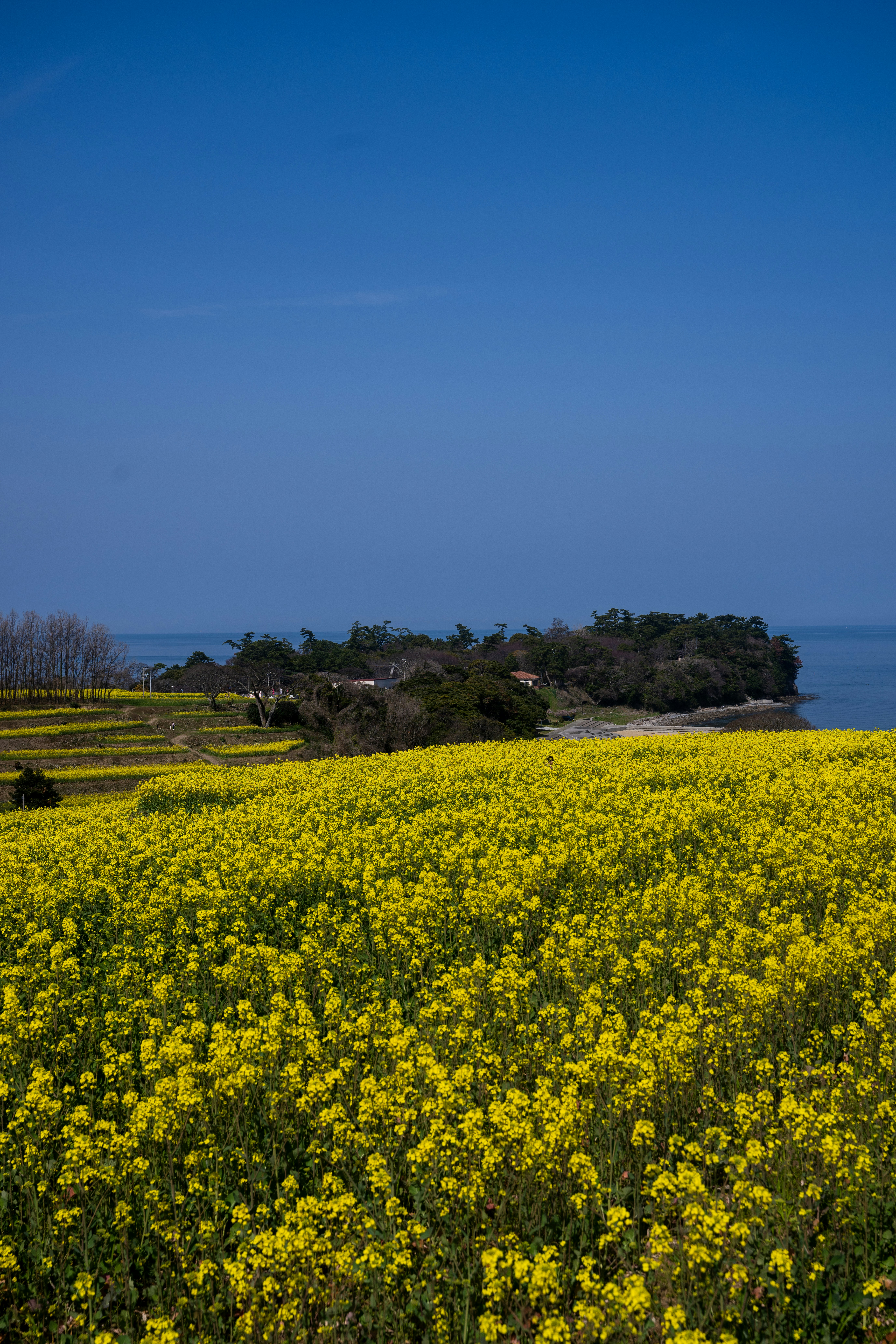 Golden Sea of Canola Under a Coastal Blue Sky