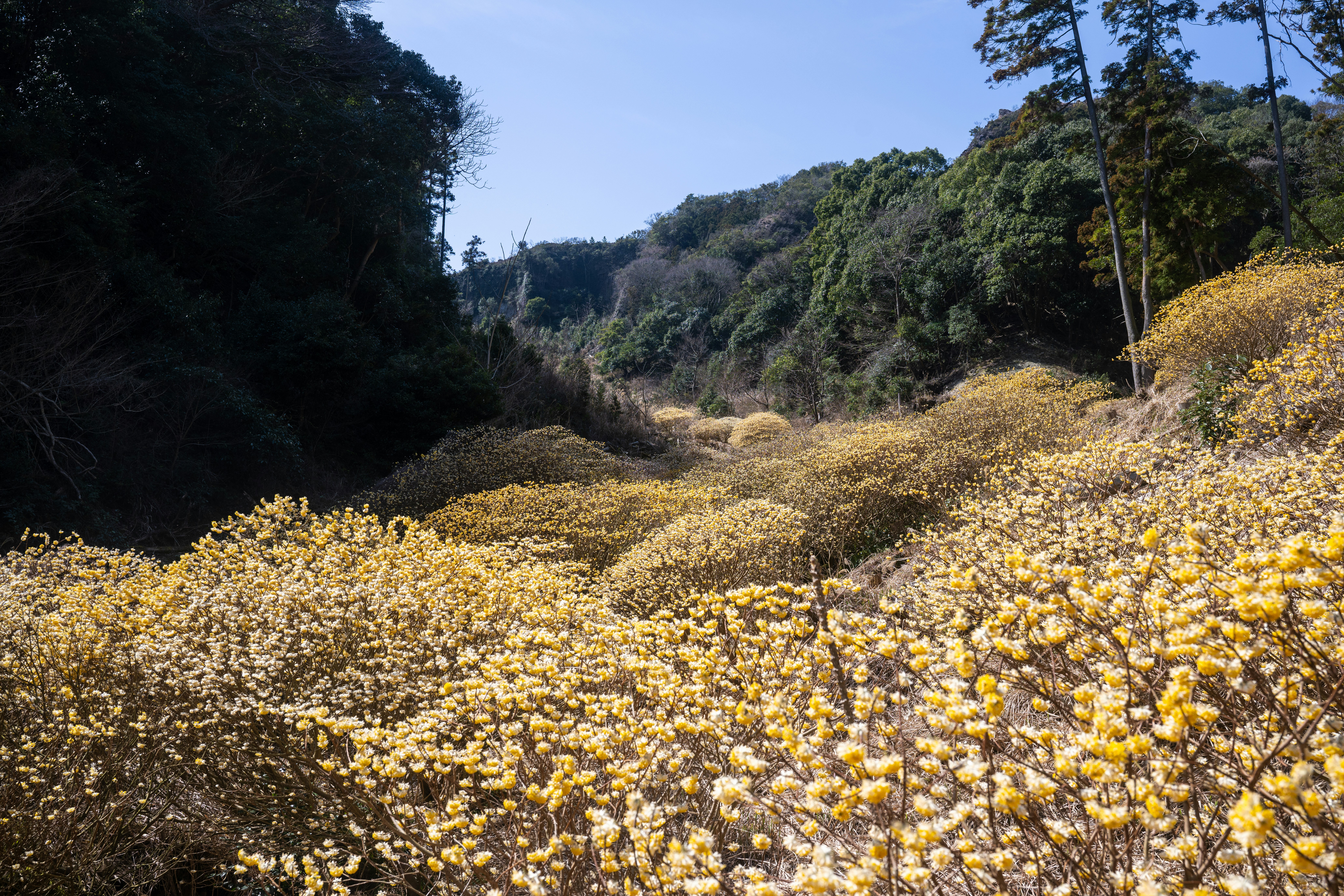 Golden Bloom Corridor: Sunlit Yellow Field Leading to a Forest Path