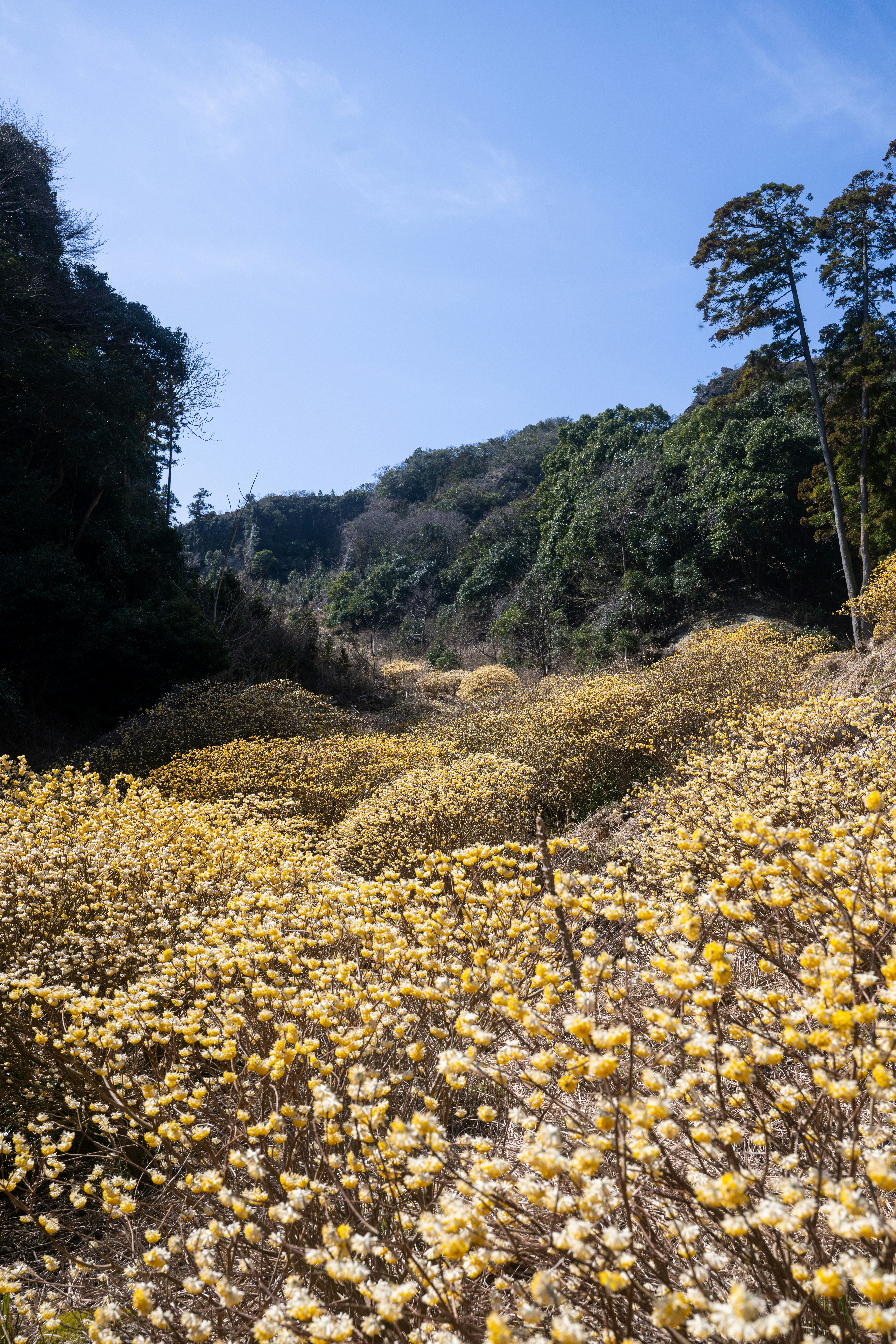 Valley Carpet of Golden Blooms Framed by Forested Ridges