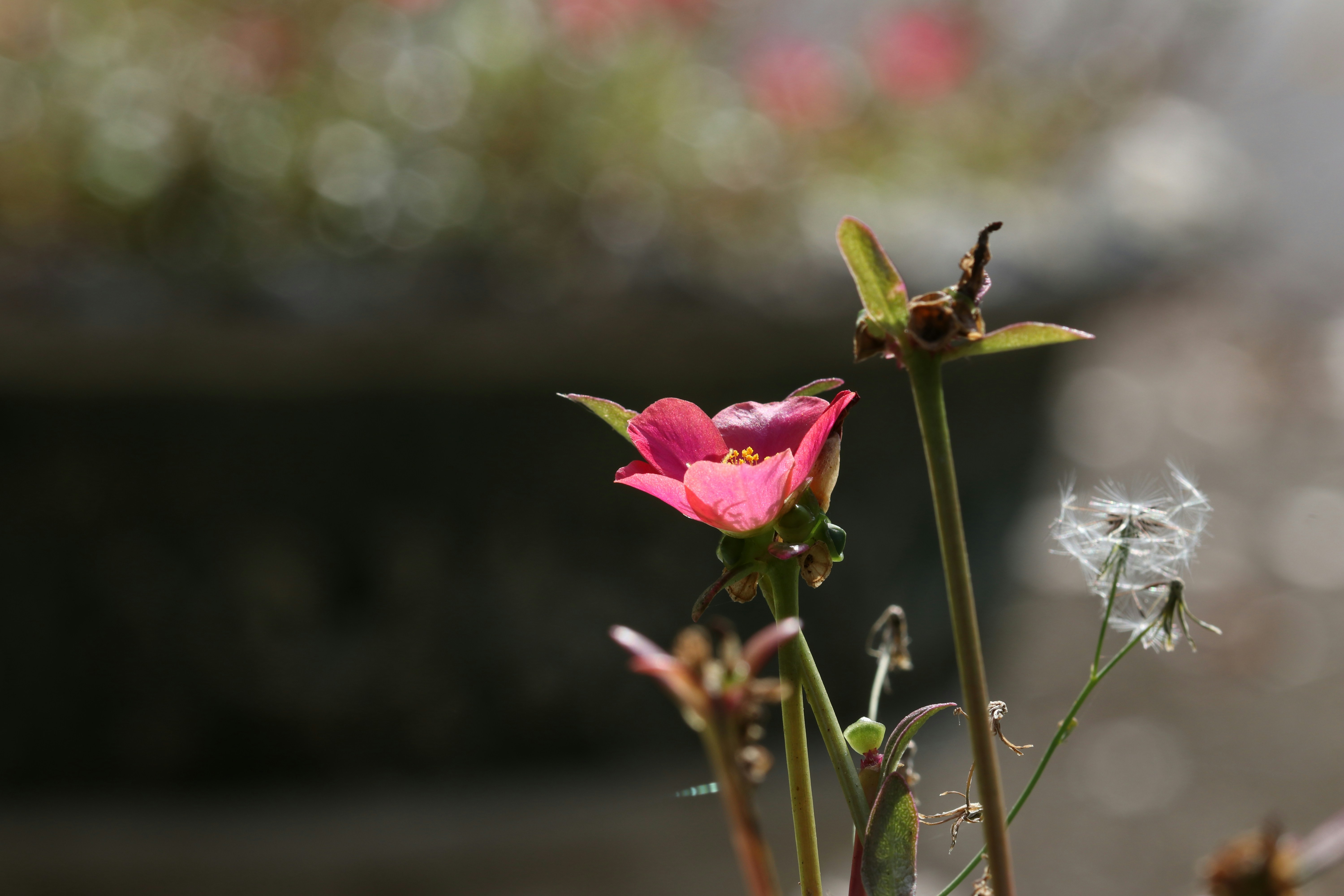 Photo by Wendy Su with Canon EOS 80D