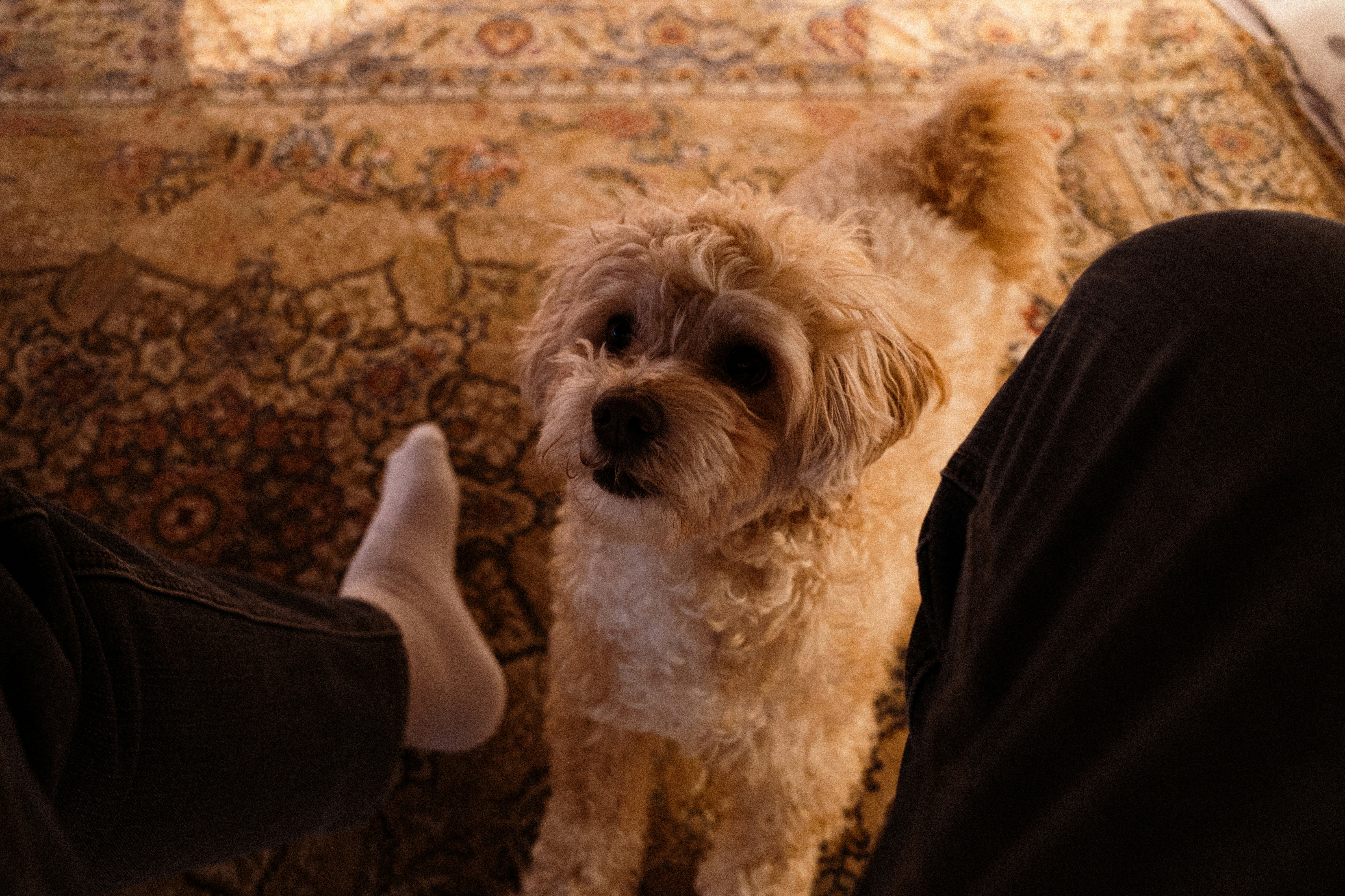 A Curious Paws-and-Lole: A Dog in the Cozy Aisle