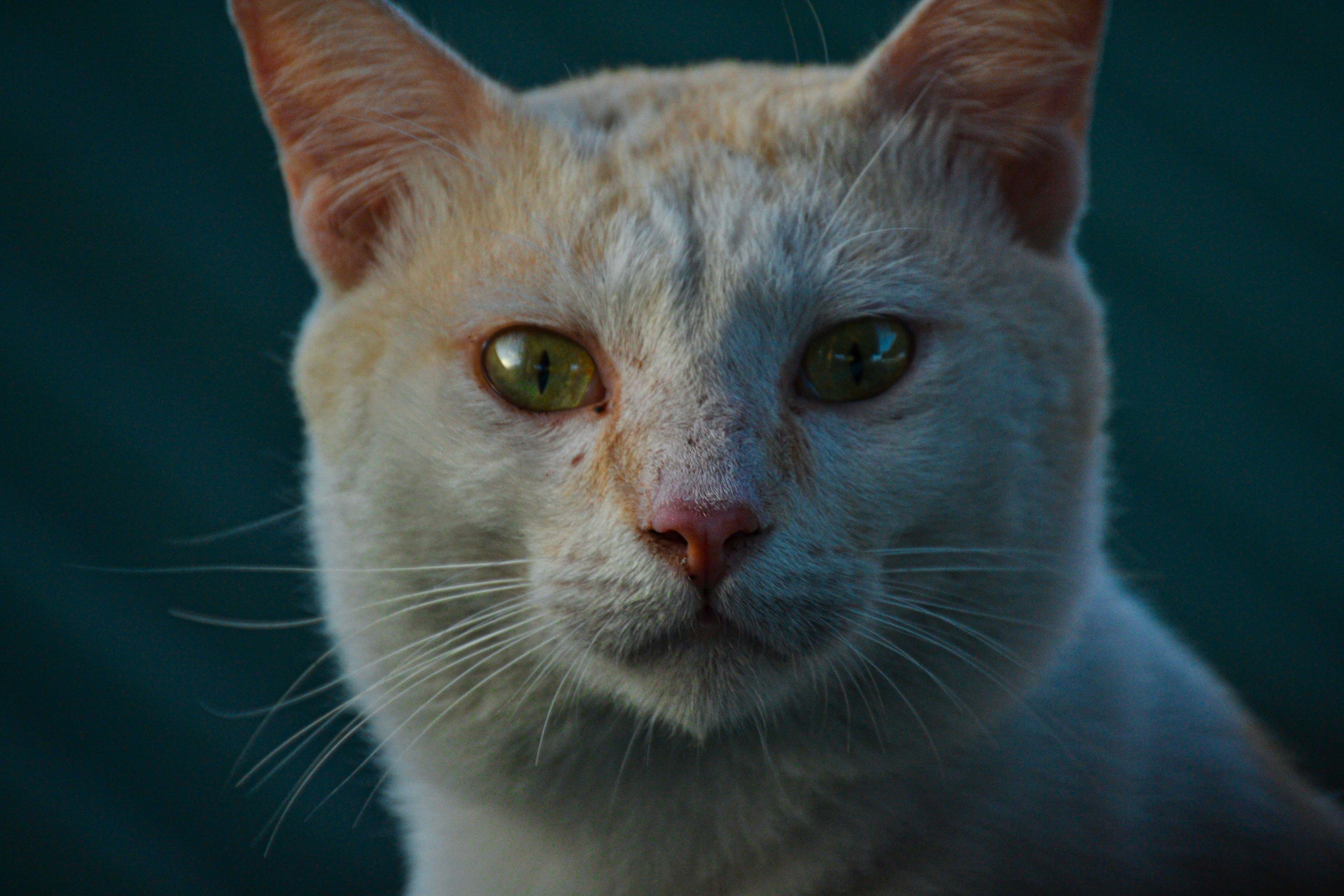 A close up of a white cat with green eyes photo – Free Cat Image on ...