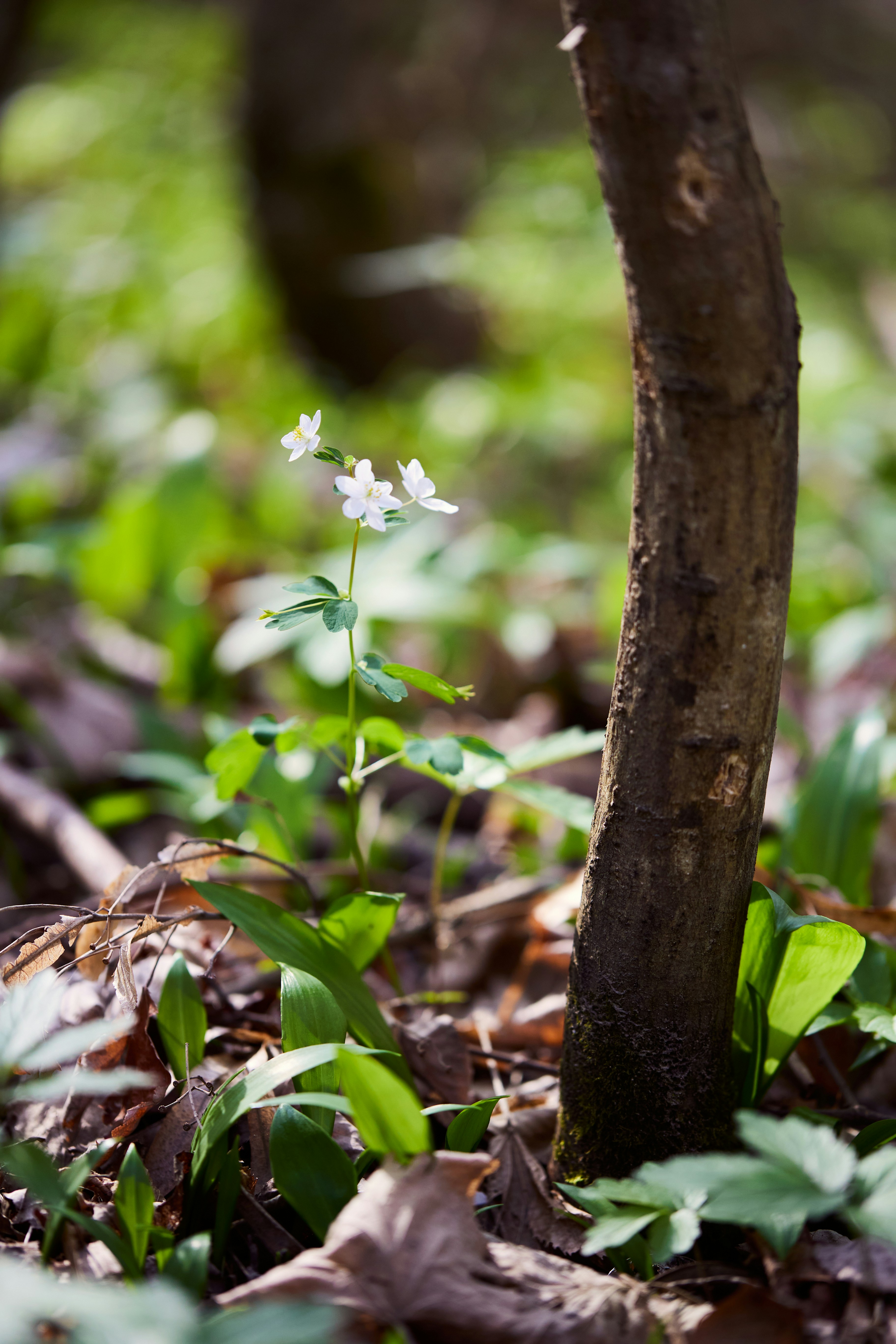 Tiny White Blossoms Grounded at the Base of a Forest Trunk