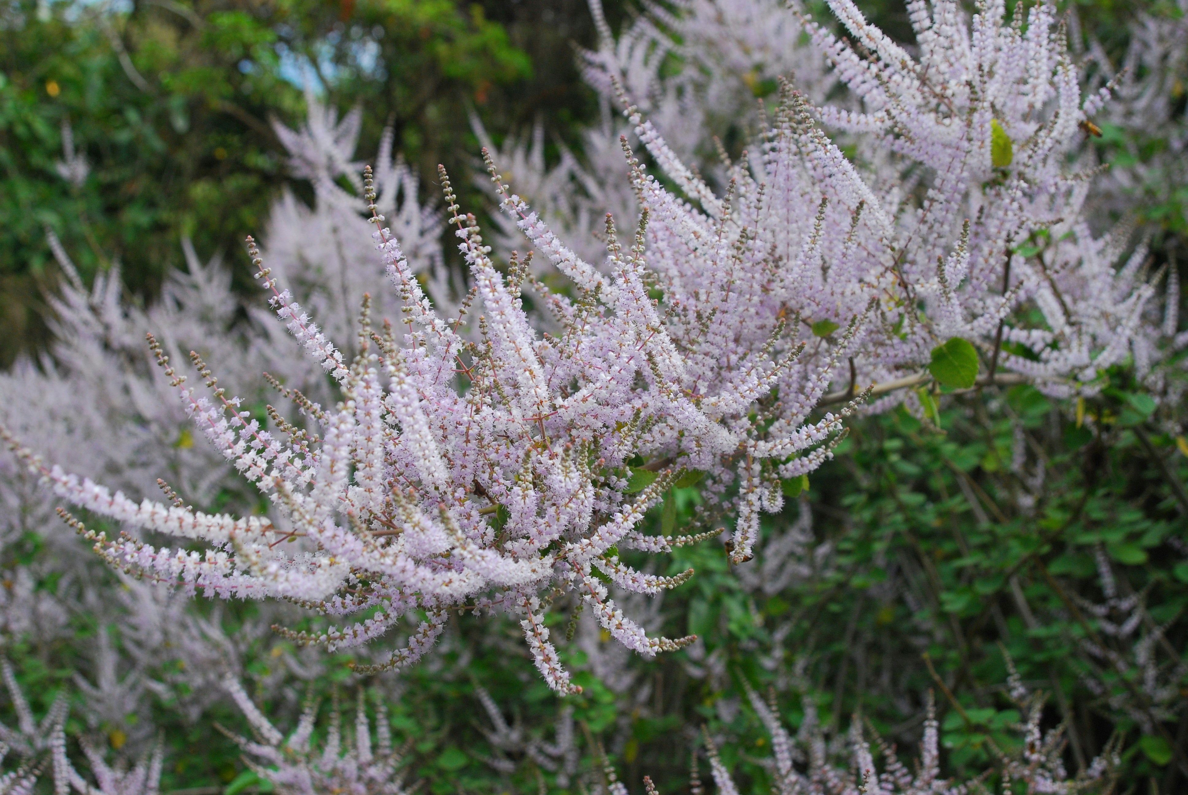 Frosted Spires: An Intimate Close-Up of Lavender-White Heather Blossoms